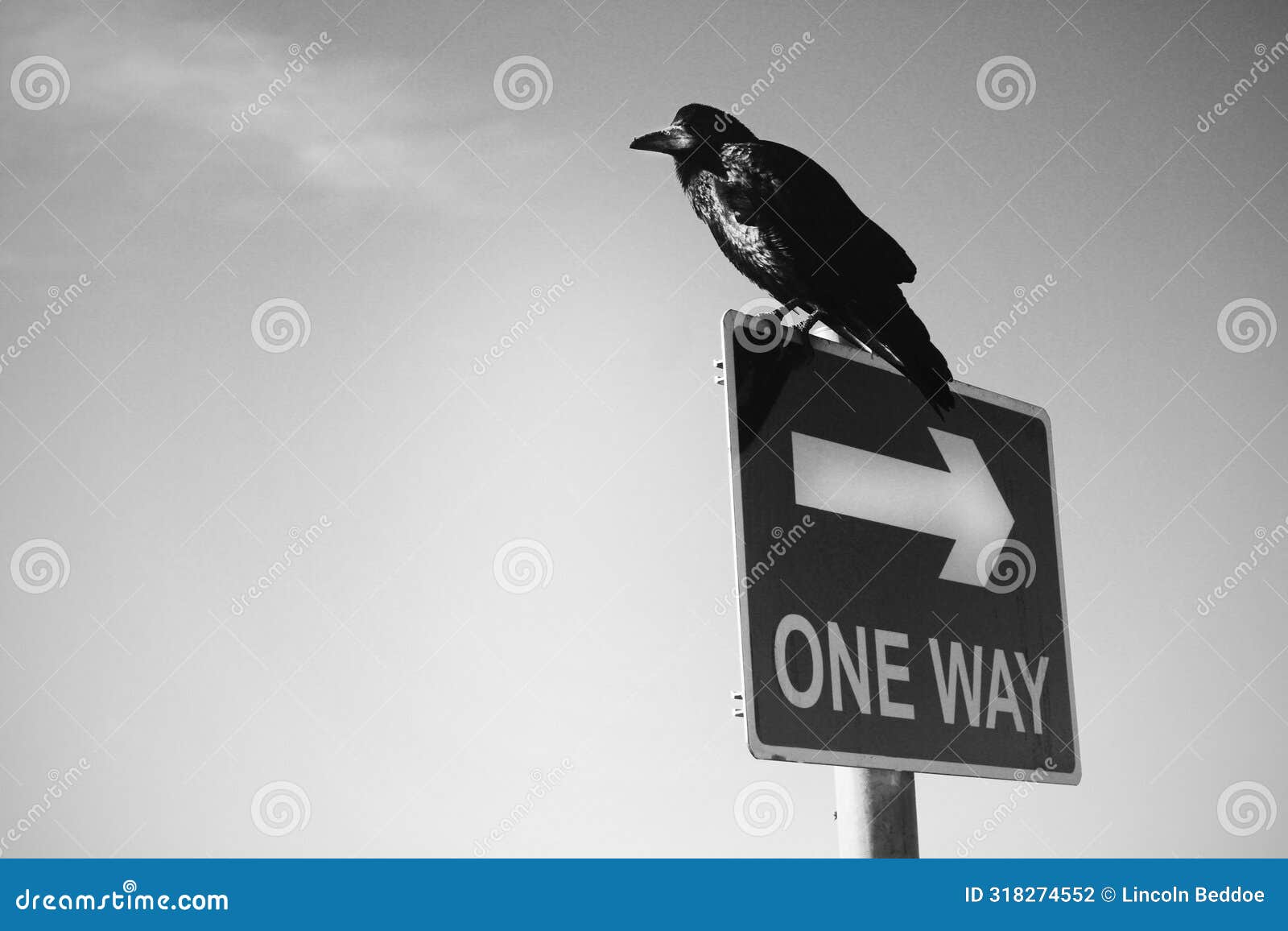 Single Black Crow or Rook on a One Way Sign with Arrow. Stock Photo ...