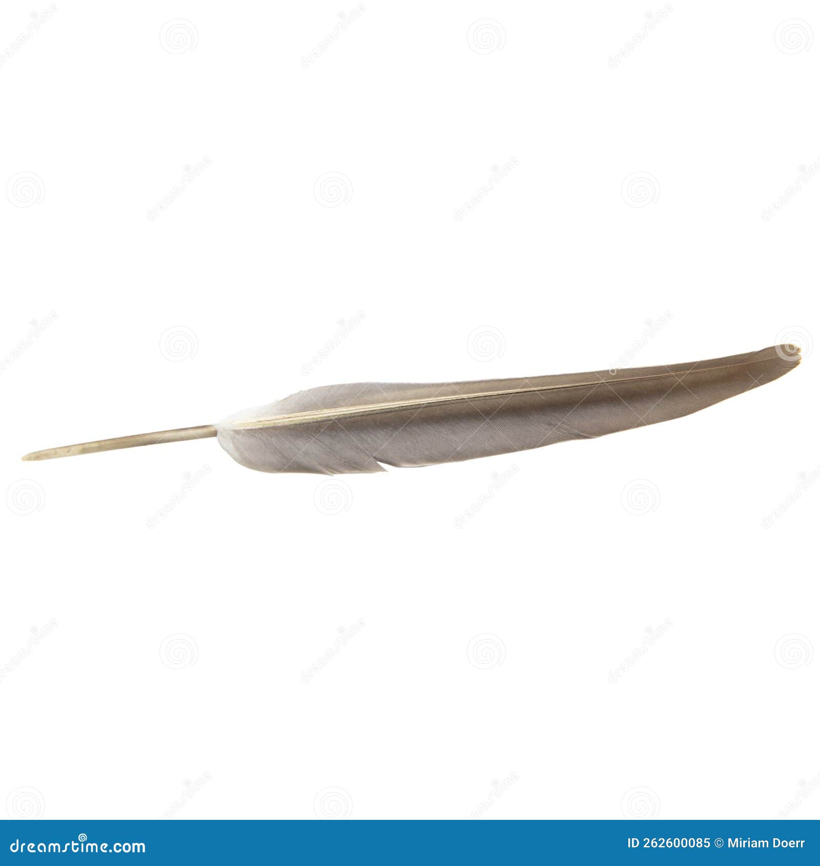 A Single Black or Dark Feather Stock Image - Image of macro, cutout ...