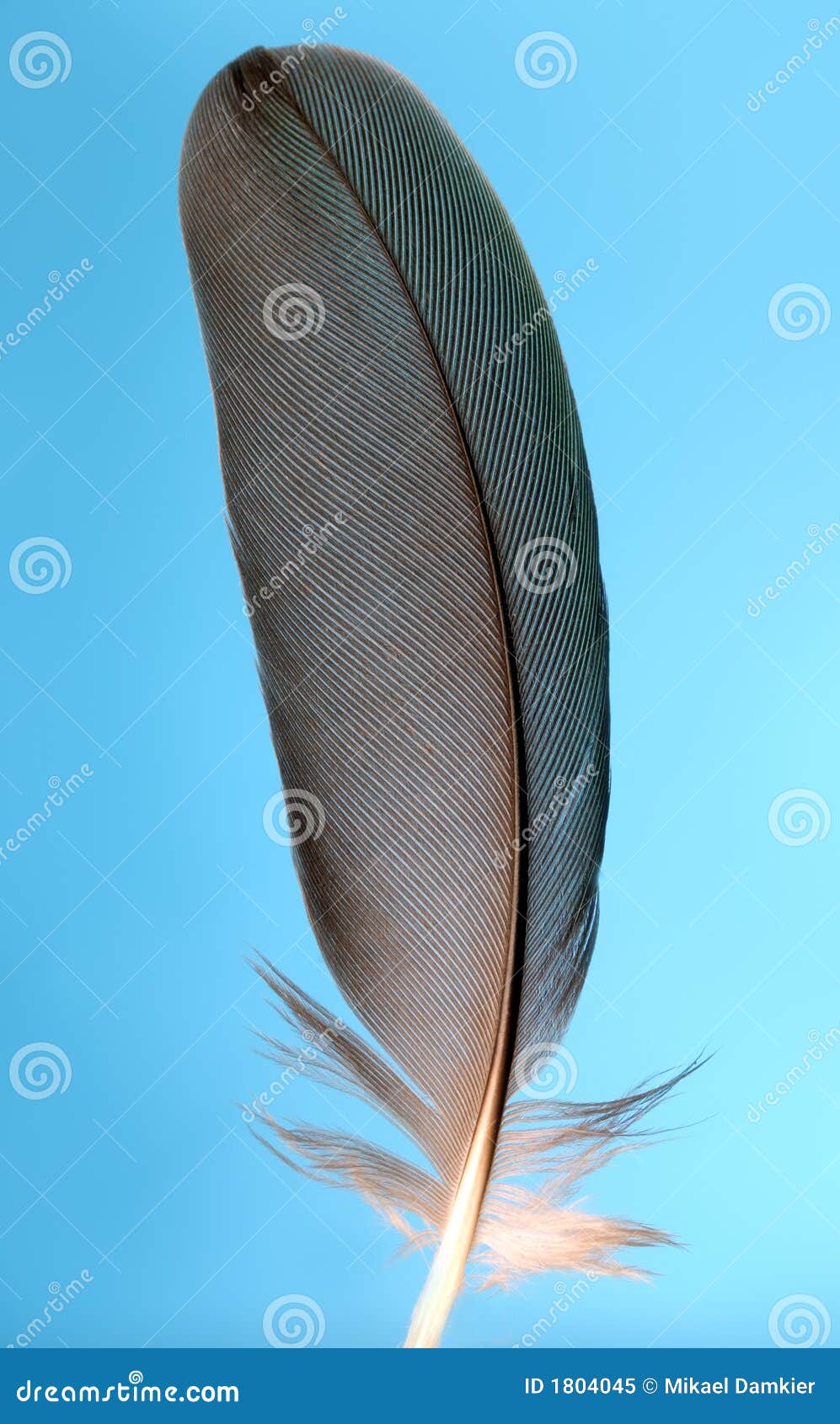 Big Black Feather Of A Bird On A White Background. Flat Lay, Top View ...