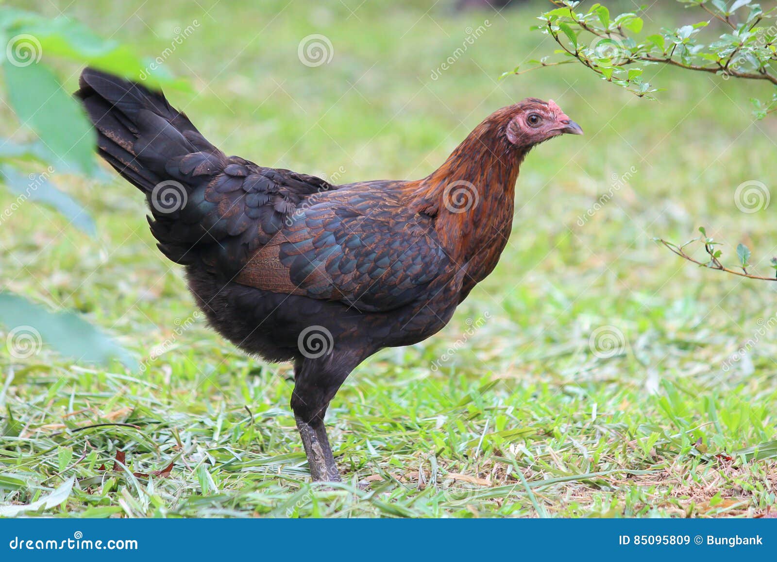 Single black hen on grass stock image. Image of green - 85095809