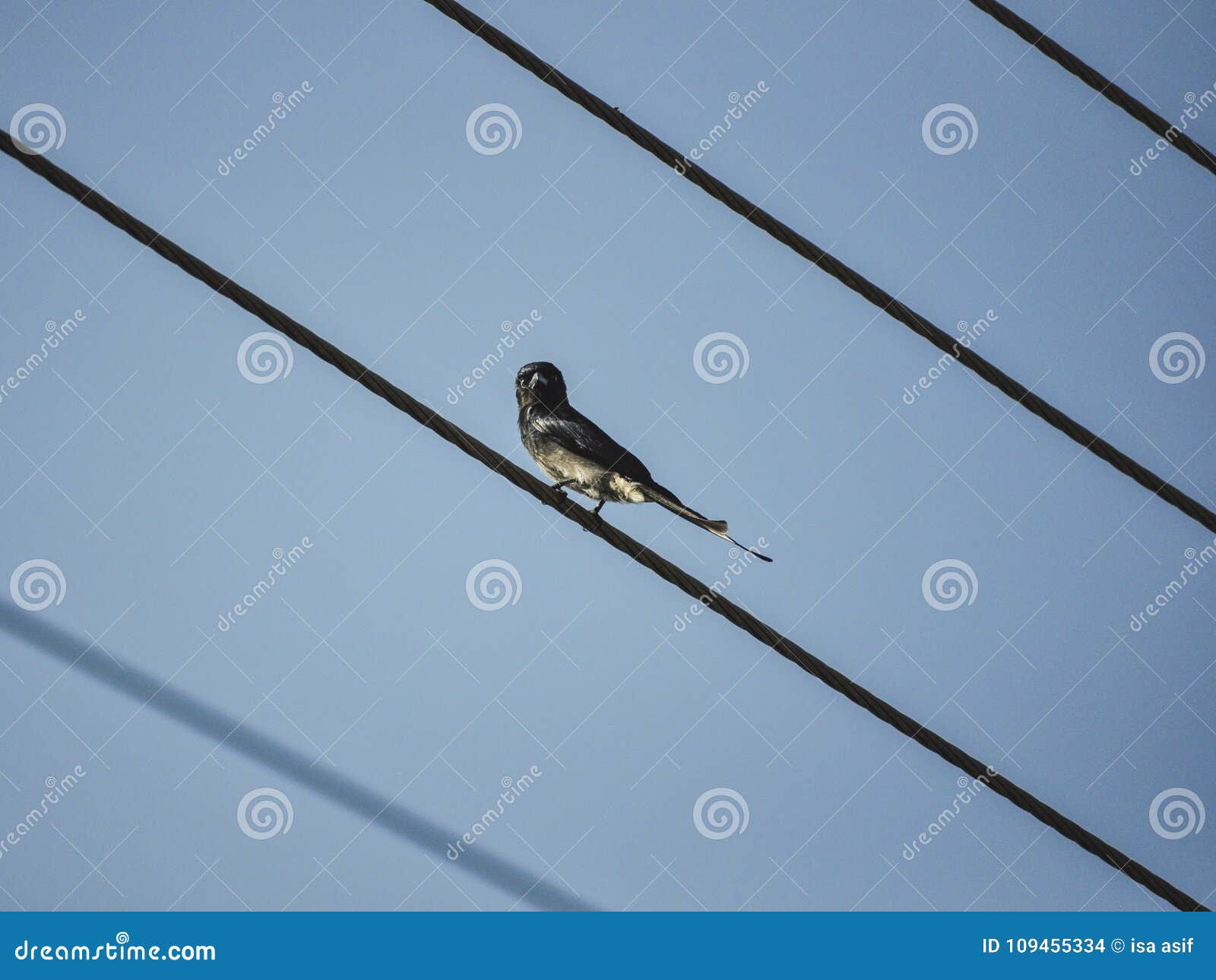 Black Humming Bird Looking into Camera Stock Photo - Image of pole ...