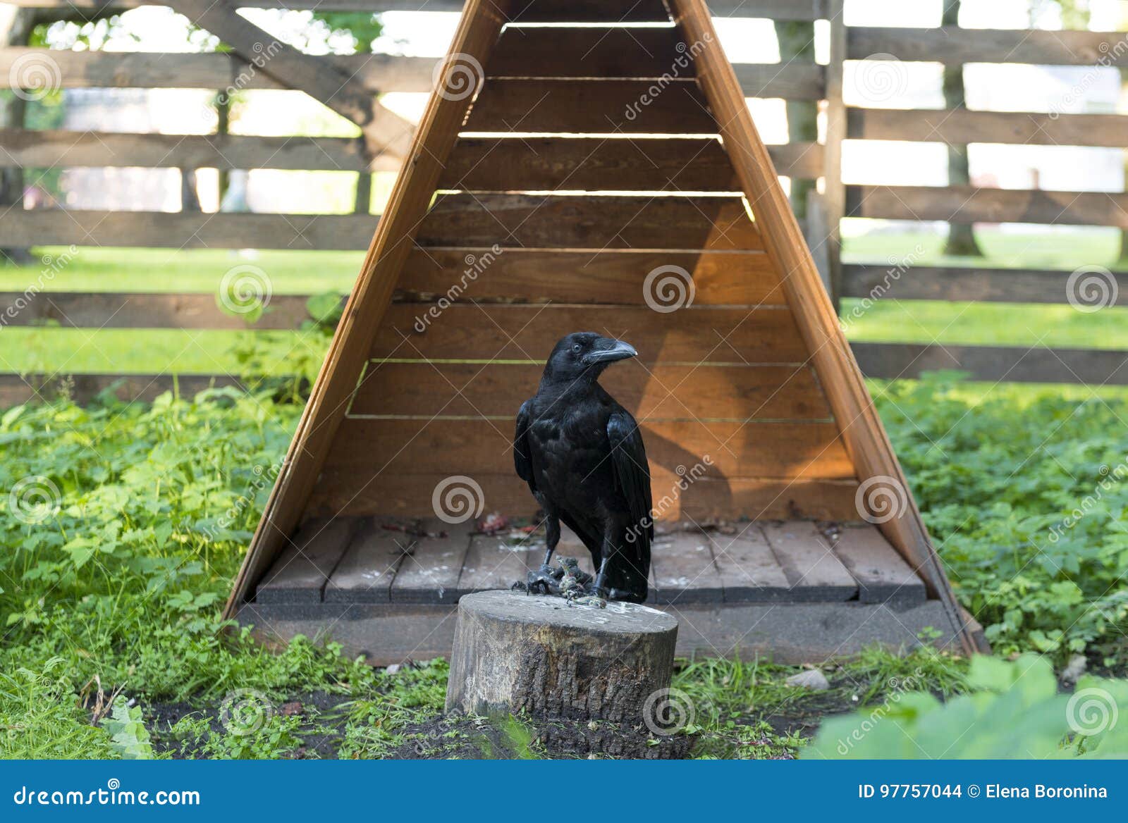 Single ,1 Black Raven, the Bird on the Stump in Front of the House ...