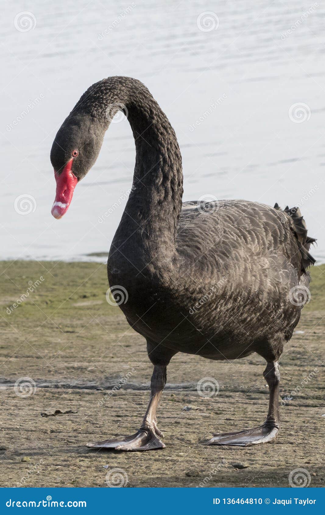 A Black Swan Walking Across the Path Stock Photo - Image of walking ...