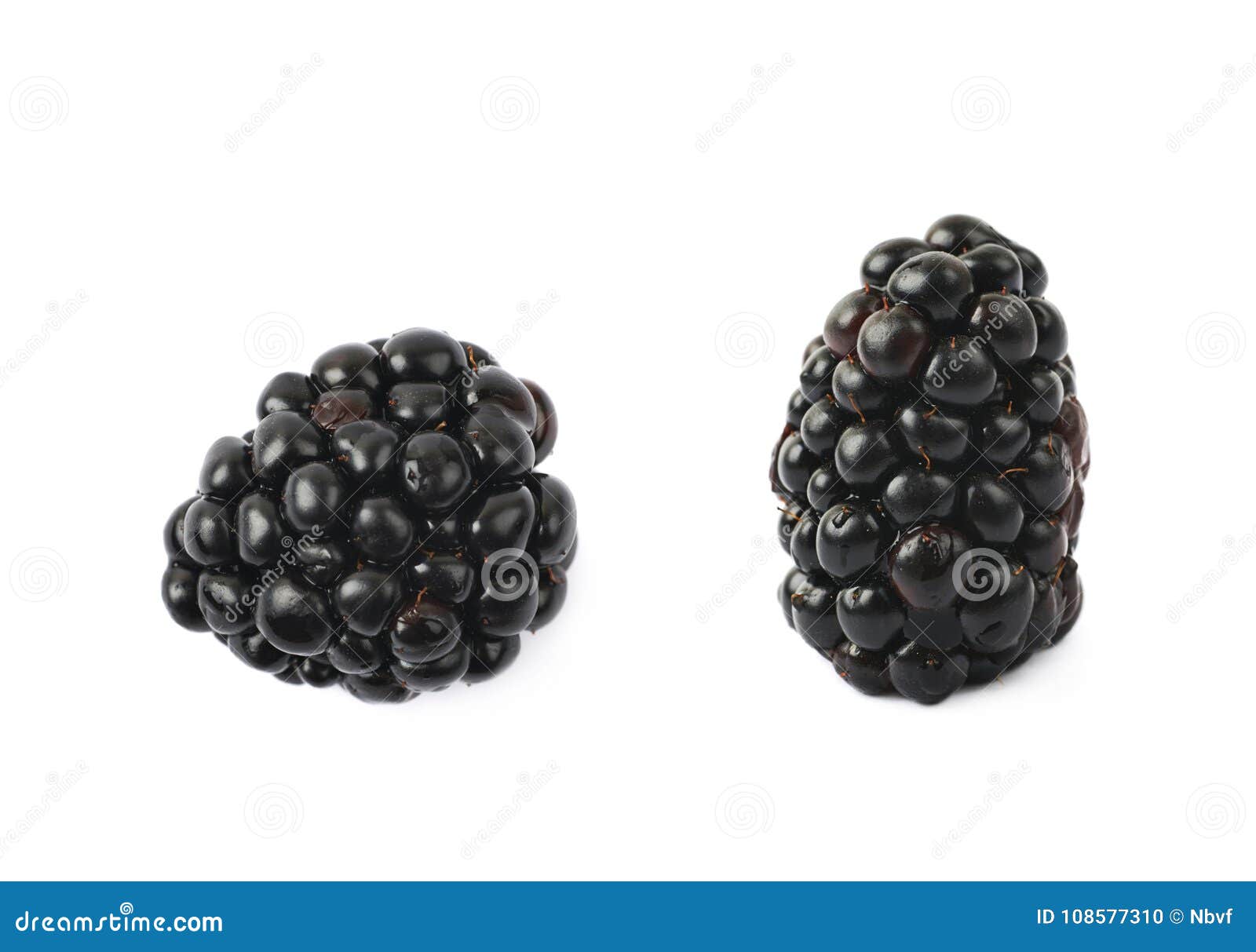 Single Blackberry Fruit Isolated Stock Photo - Image of food, group ...