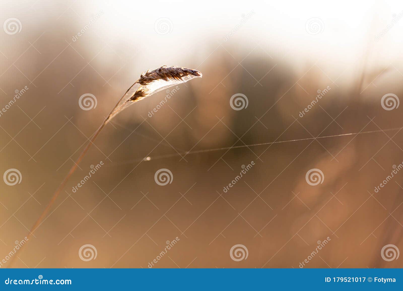 Single blade of grass stock image. Image of natural - 179521017