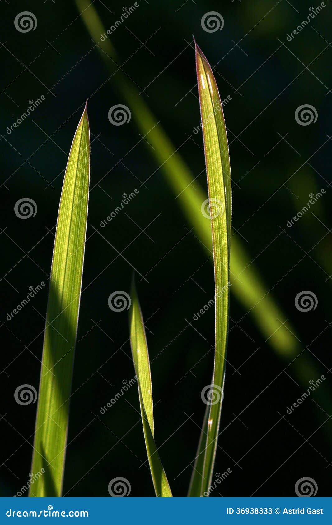 A single blade of grass stock image. Image of future - 36938333