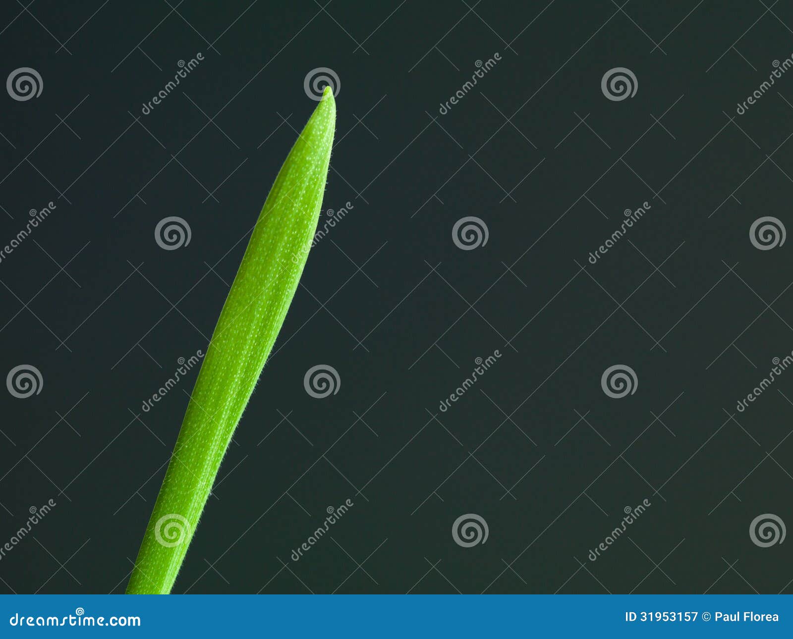 Blade Of Grass Up Close