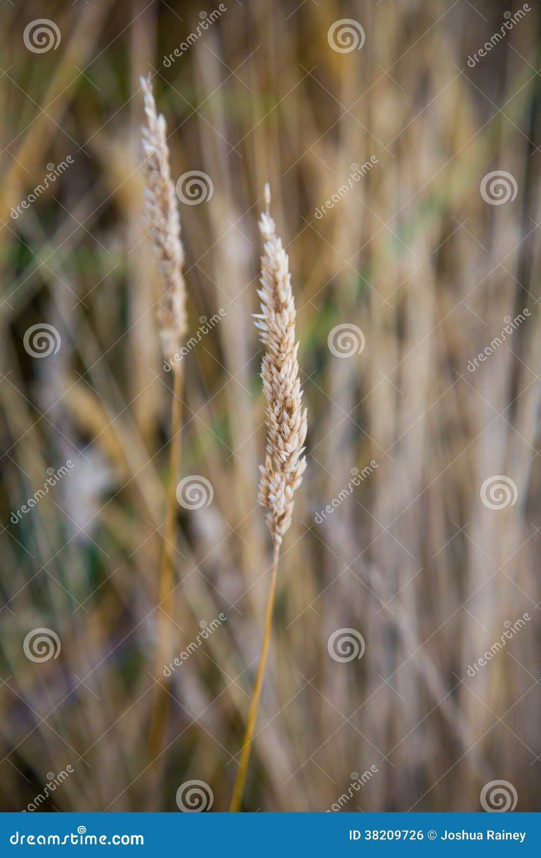 Single Blade of Tall Field Grass Stock Photo - Image of grass, blade ...