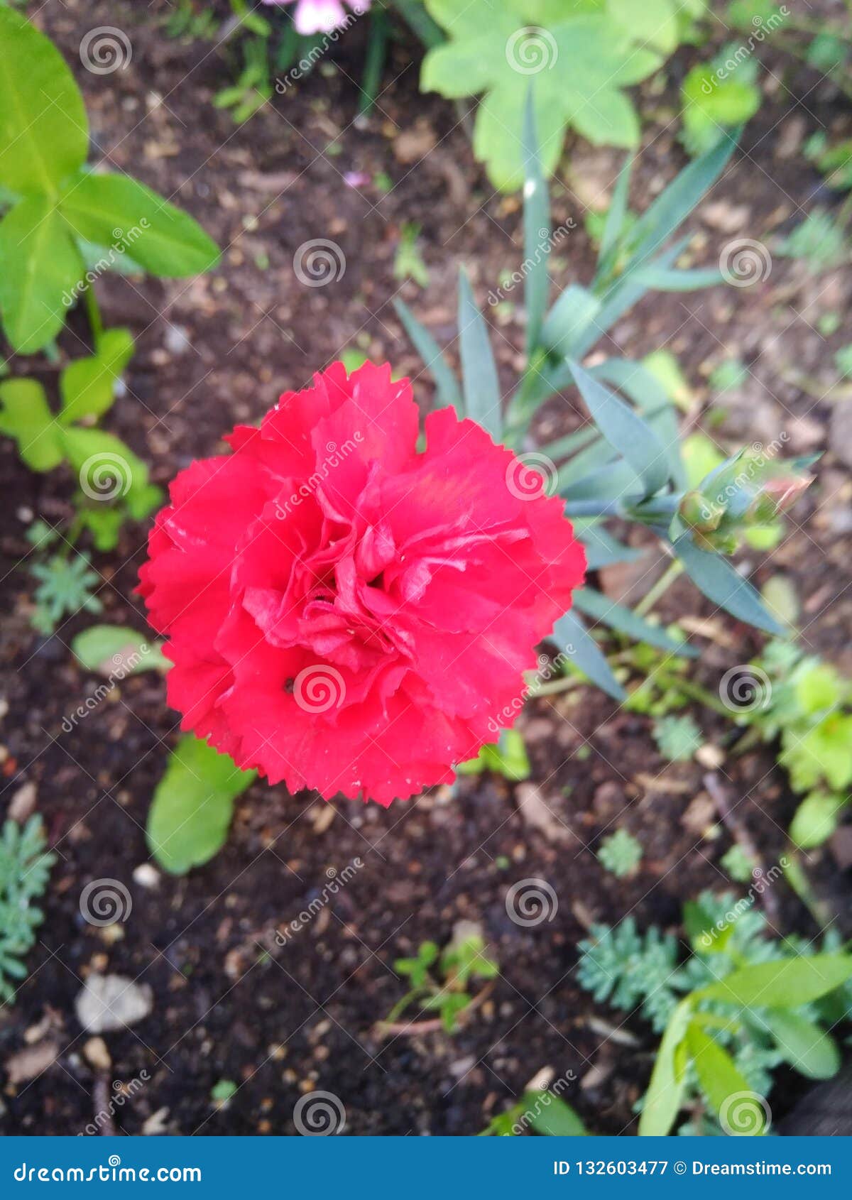 Single blooming carnation stock image. Image of colorful - 132603477