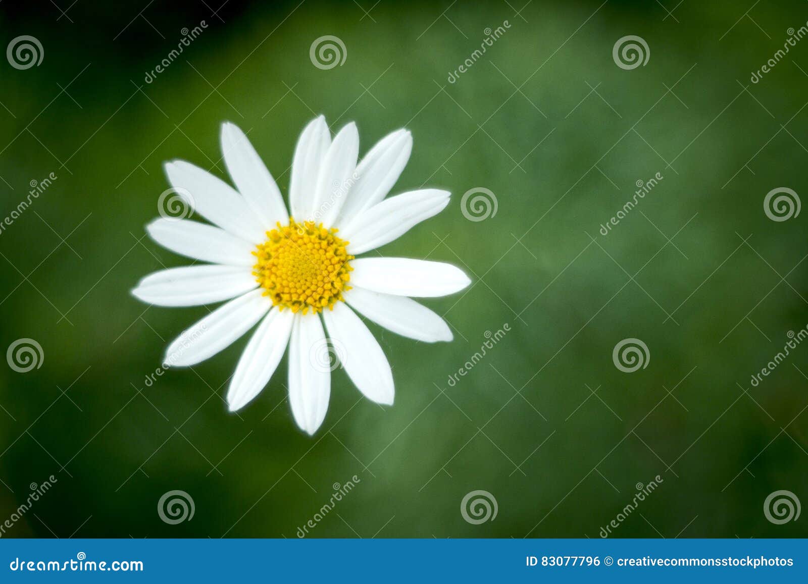 Single Blooming Daisy Flower Picture. Image: 83077796