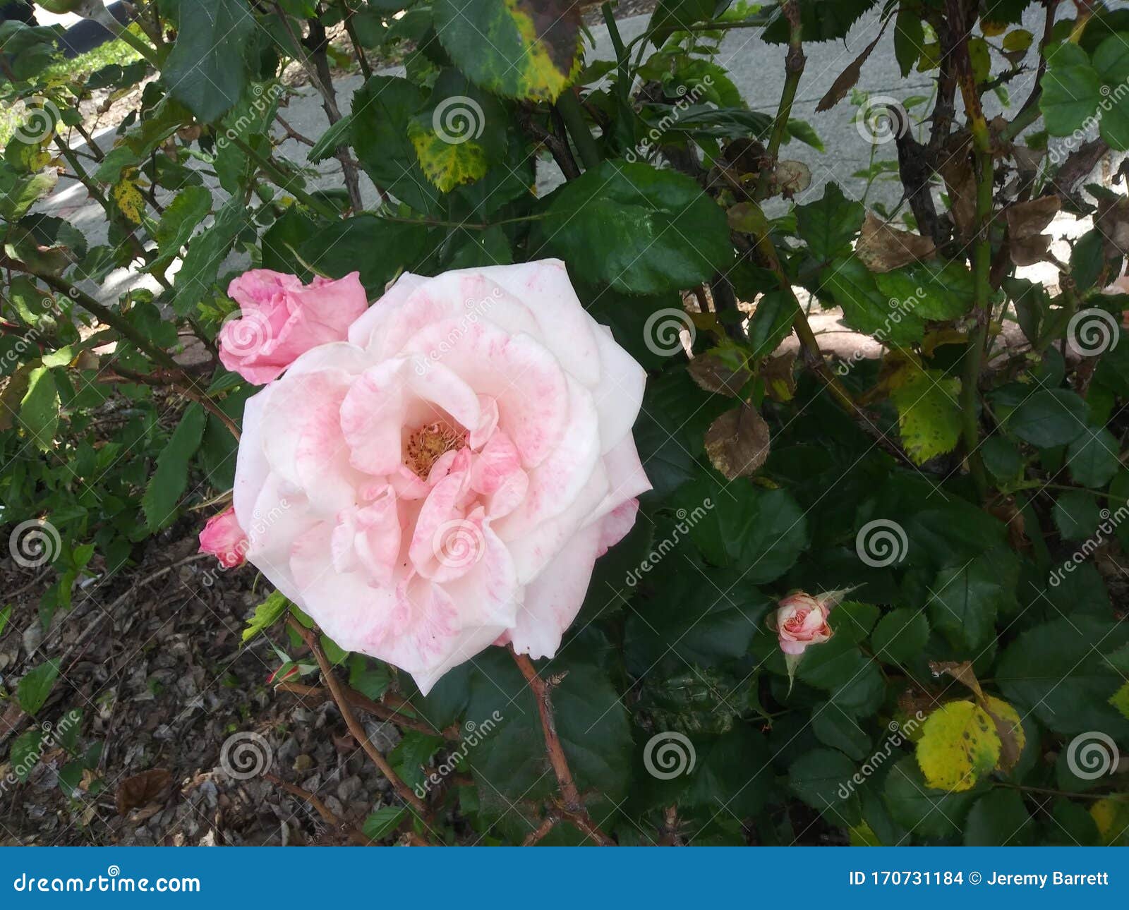 Single Blooming Pink Rose stock photo. Image of garden - 170731184