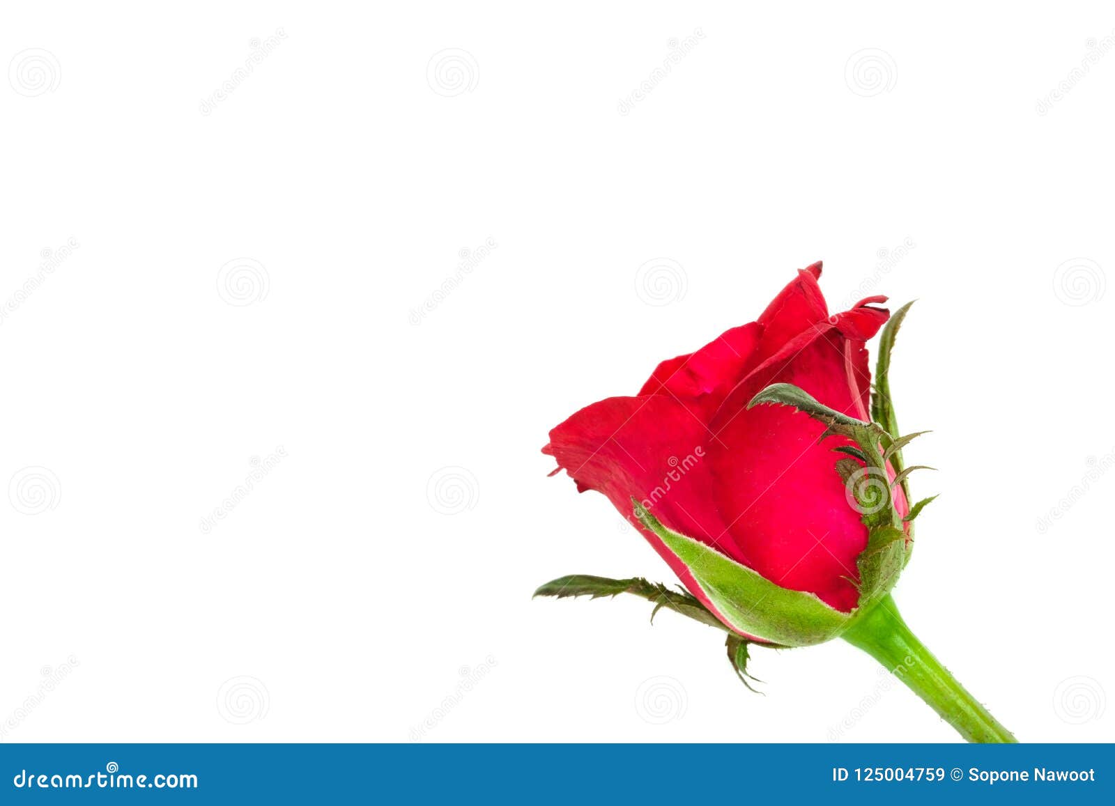 Single blooming red rose stock image. Image of petal - 125004759