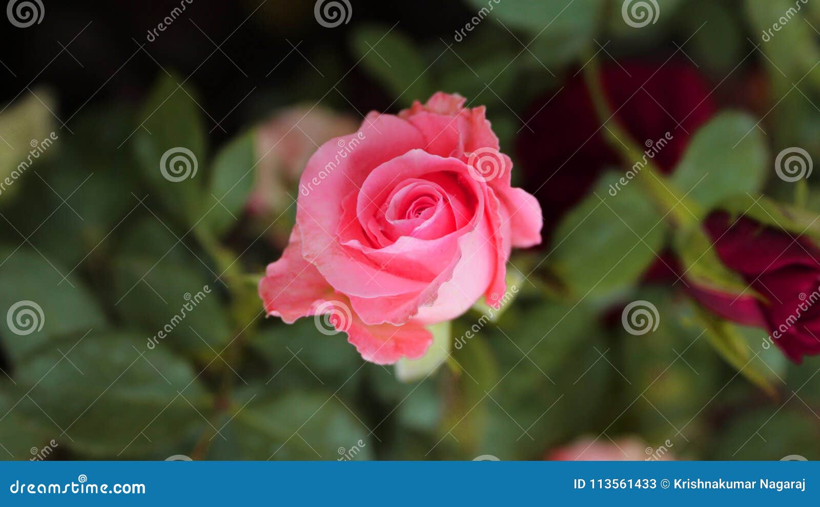 Single Blooming Rose stock image. Image of leaf, close - 113561433