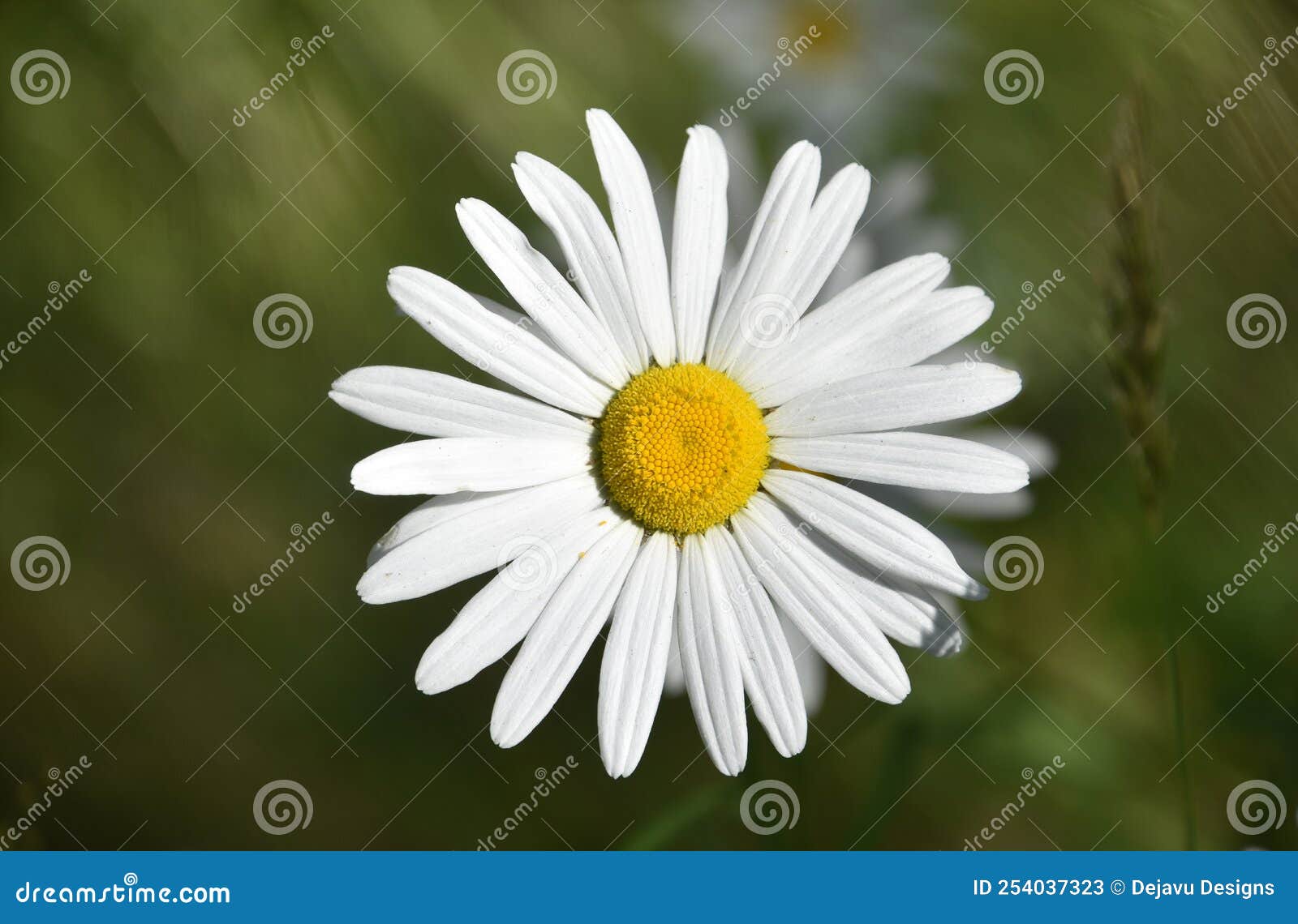 Single Blooming Wild Daisy in the Spring Stock Image - Image of grow ...