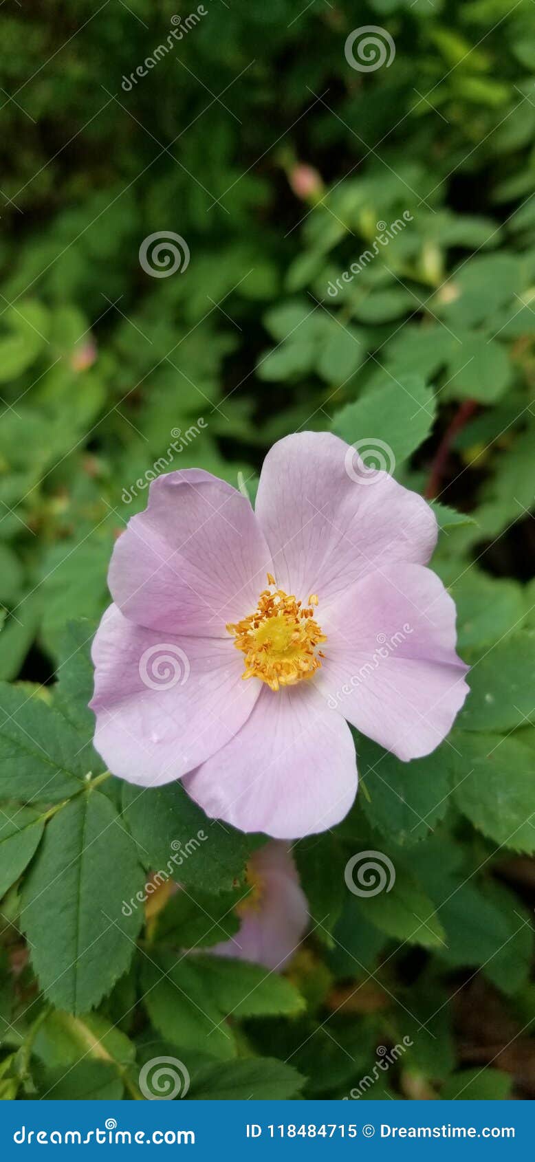 Single wild Rose stock image. Image of blooming, summer - 118484715