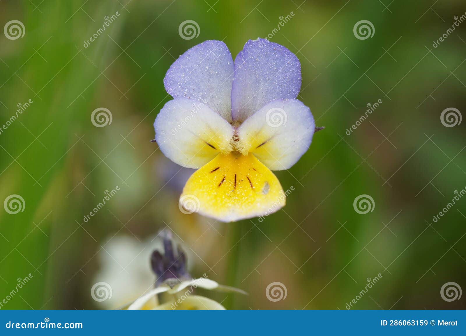 Single Blossom of Field Pansy Stock Image - Image of green, european ...