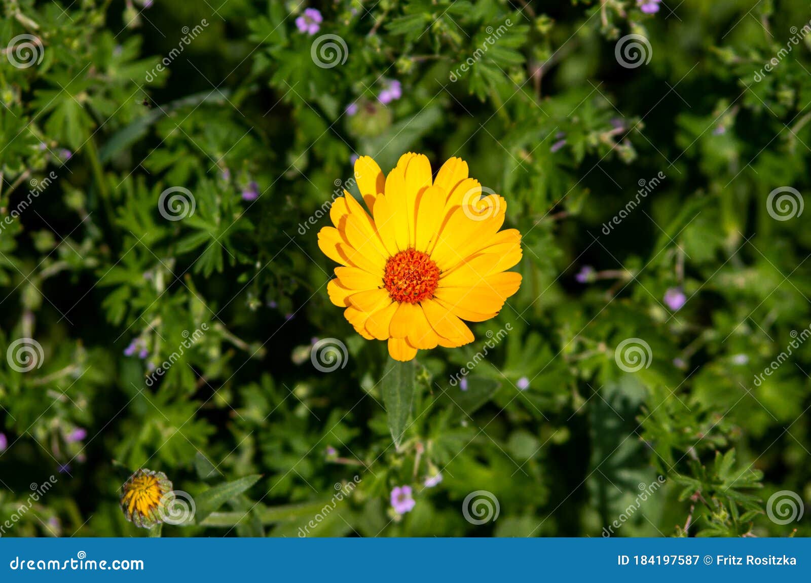 A wild marigold stock image. Image of macro, common - 184197587