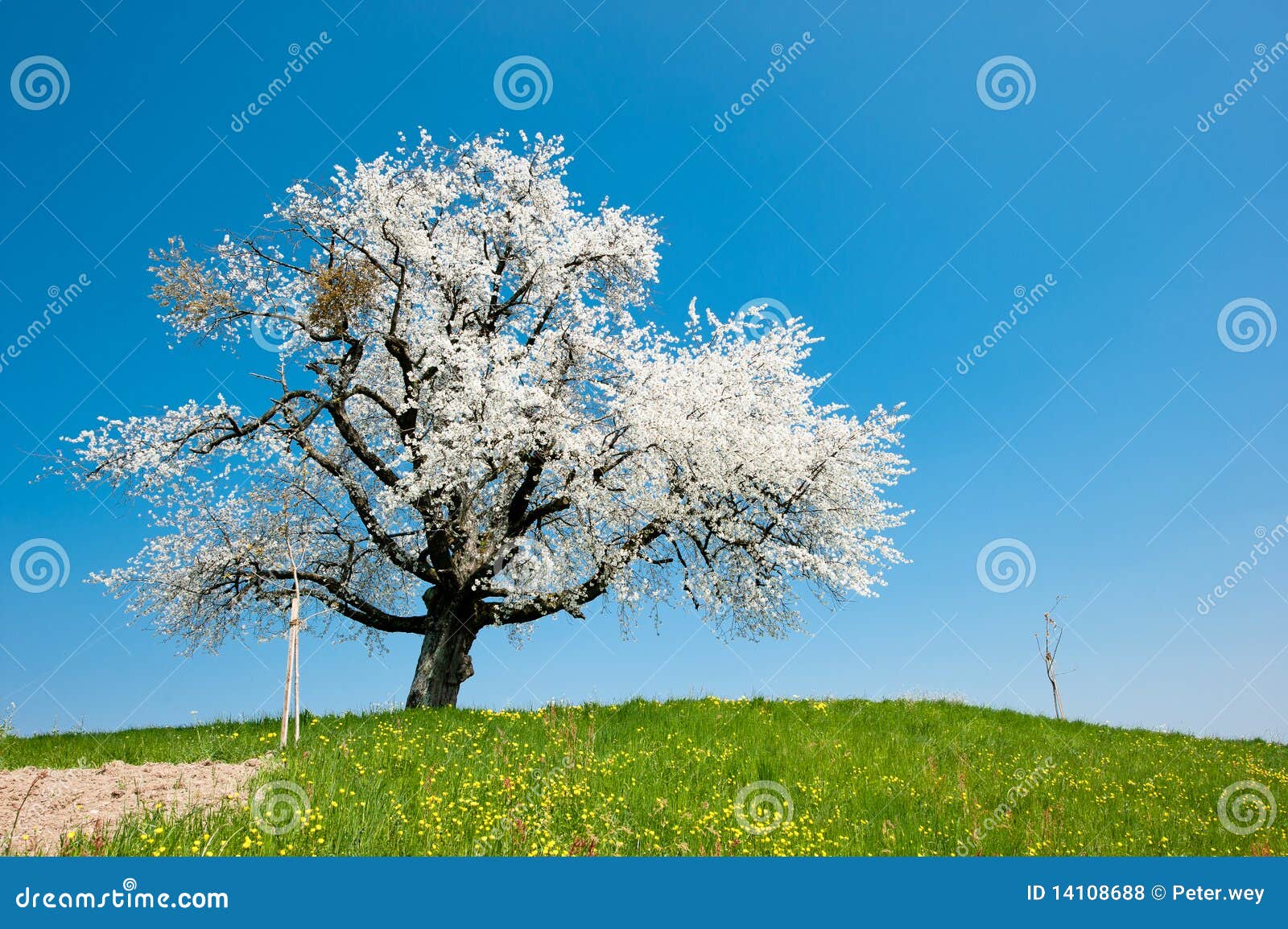 Single Blossoming Tree in Spring Stock Photo - Image of branch, blossom ...