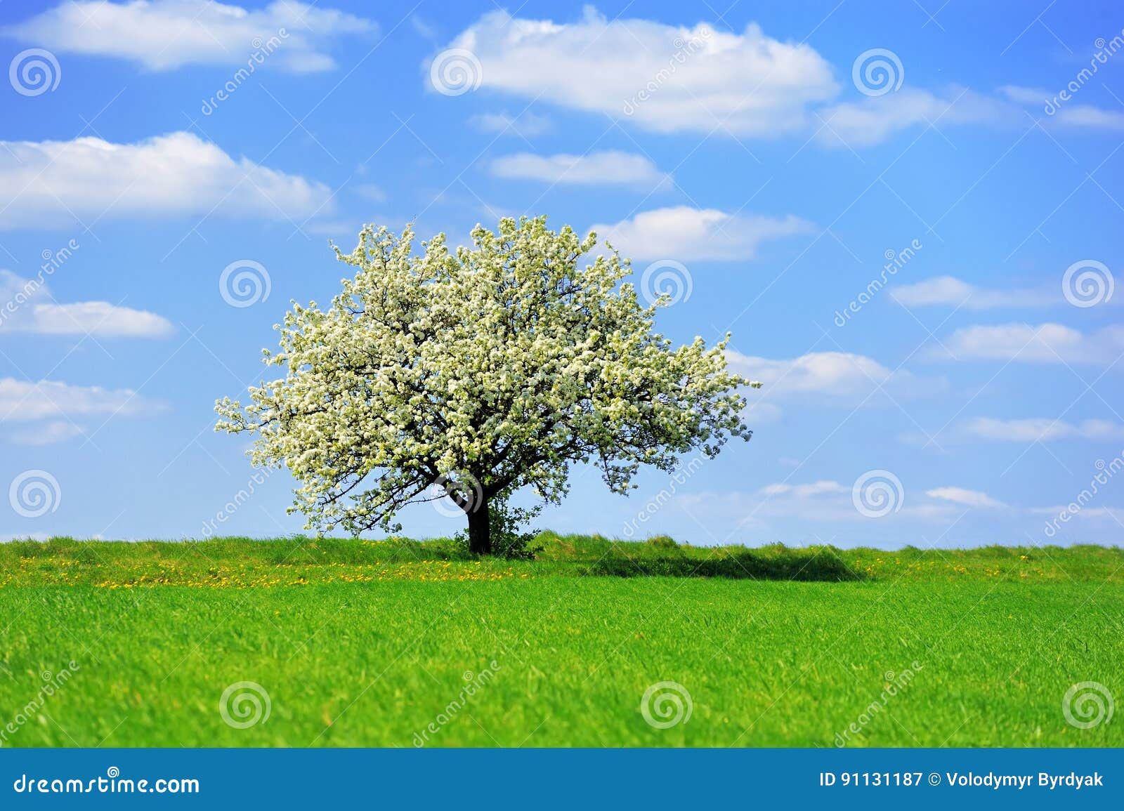 Single Blossoming Tree in Spring Stock Image - Image of lone, flora ...