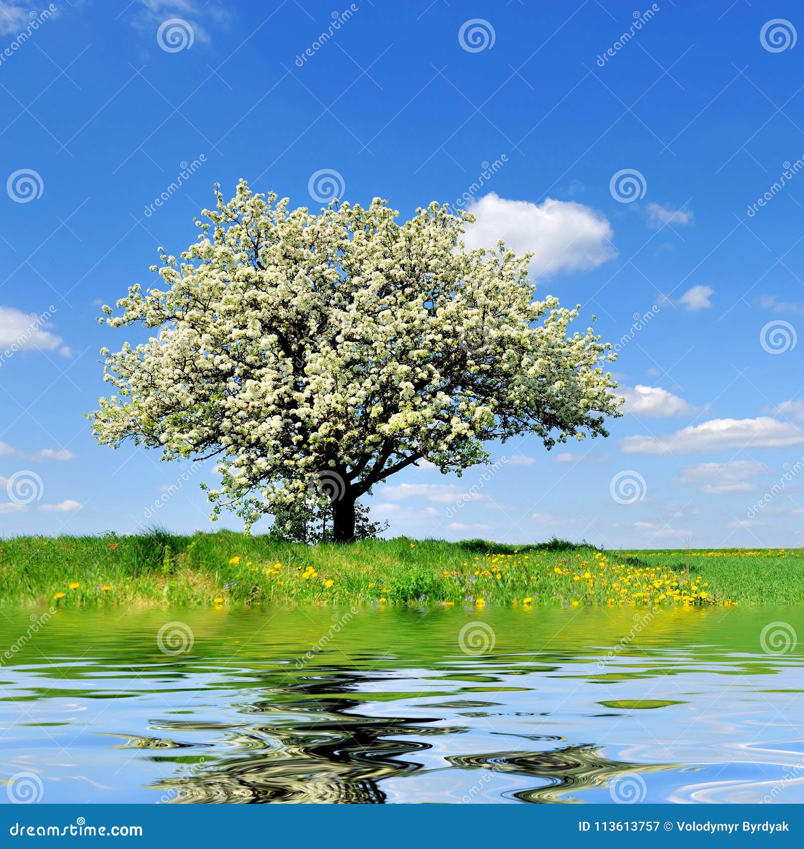 Single Blossoming Tree in Spring Stock Image - Image of green, cloud ...