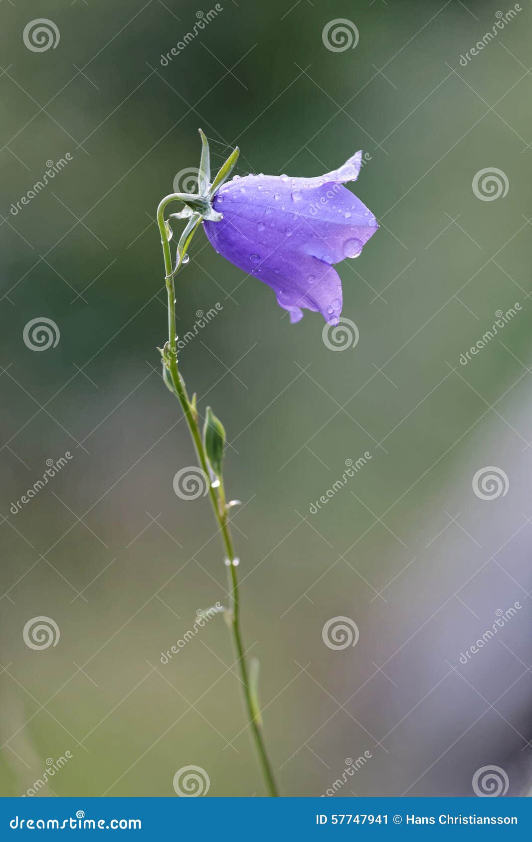 Single blue bell stock image. Image of nature, blooming - 57747941