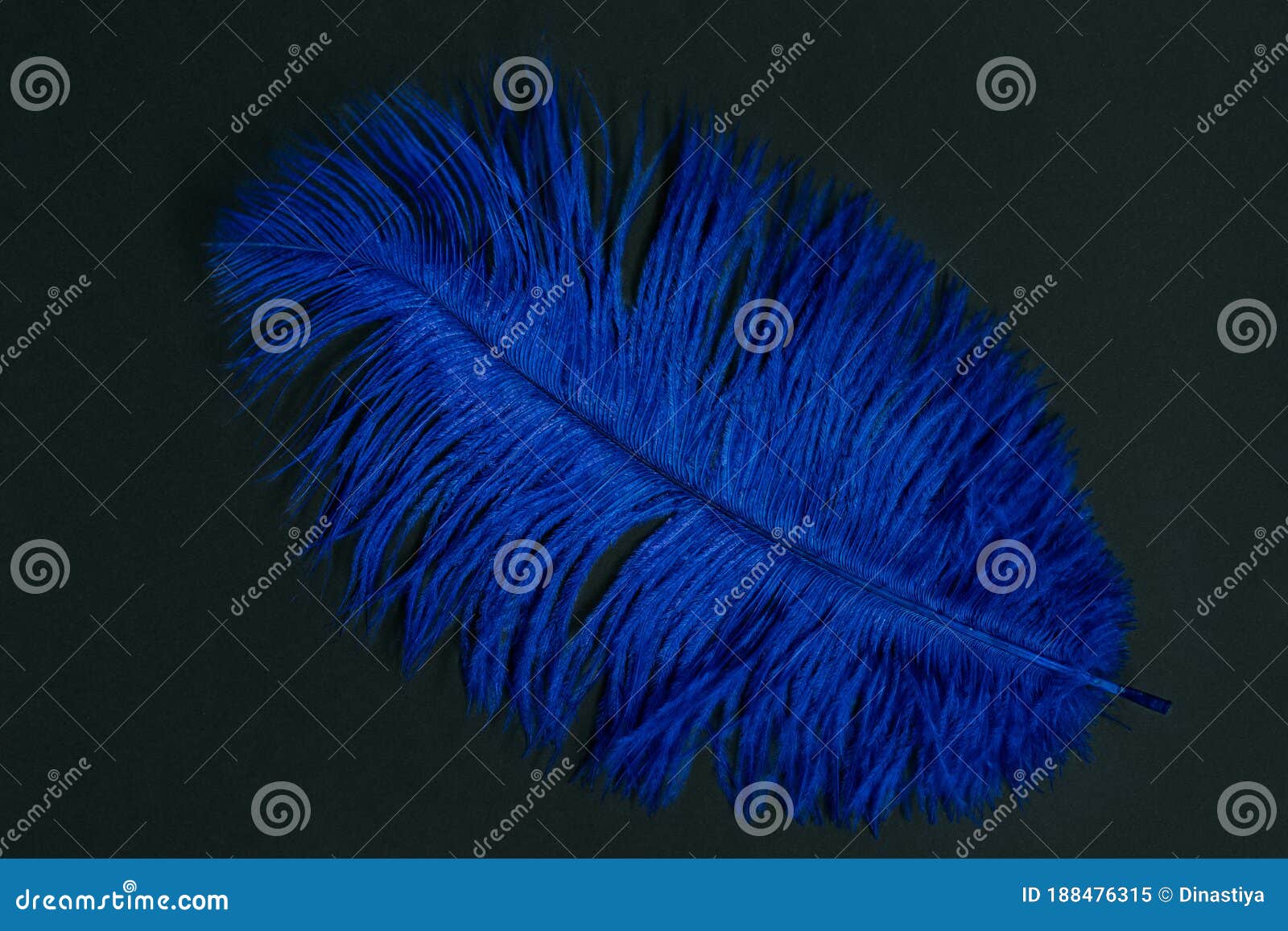 Single Blue Feather Isolated on Black Background Stock Image - Image of ...