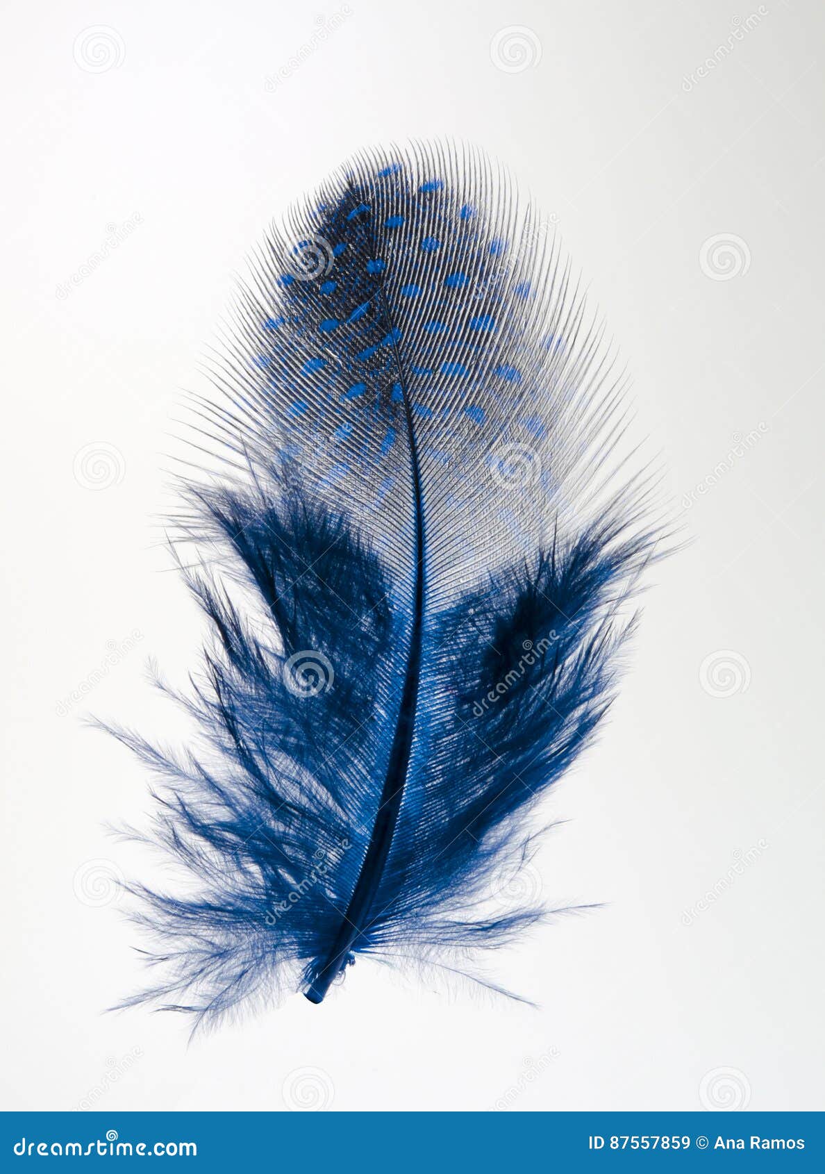 Colorful Single Feather