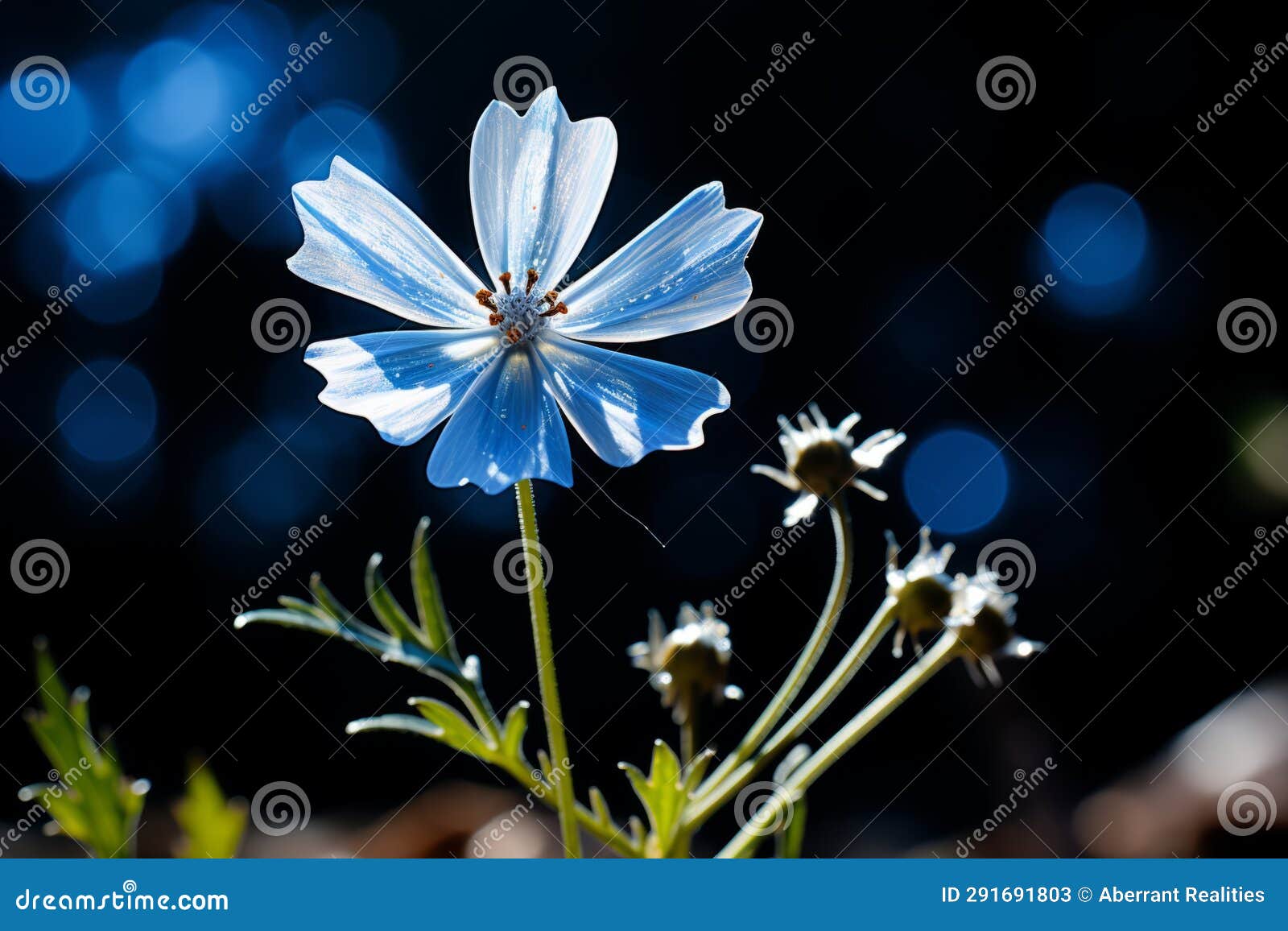 A Single Blue Flower is in Front of a Dark Background Stock ...