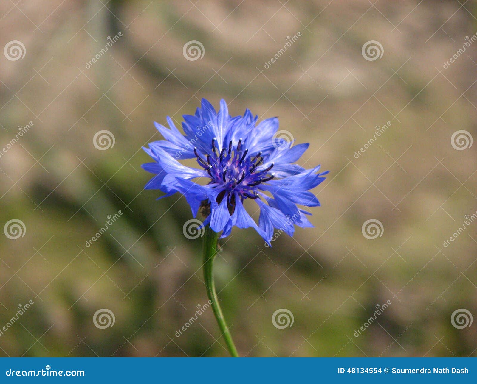 Single blue flower stock photo. Image of single, blossoms - 48134554