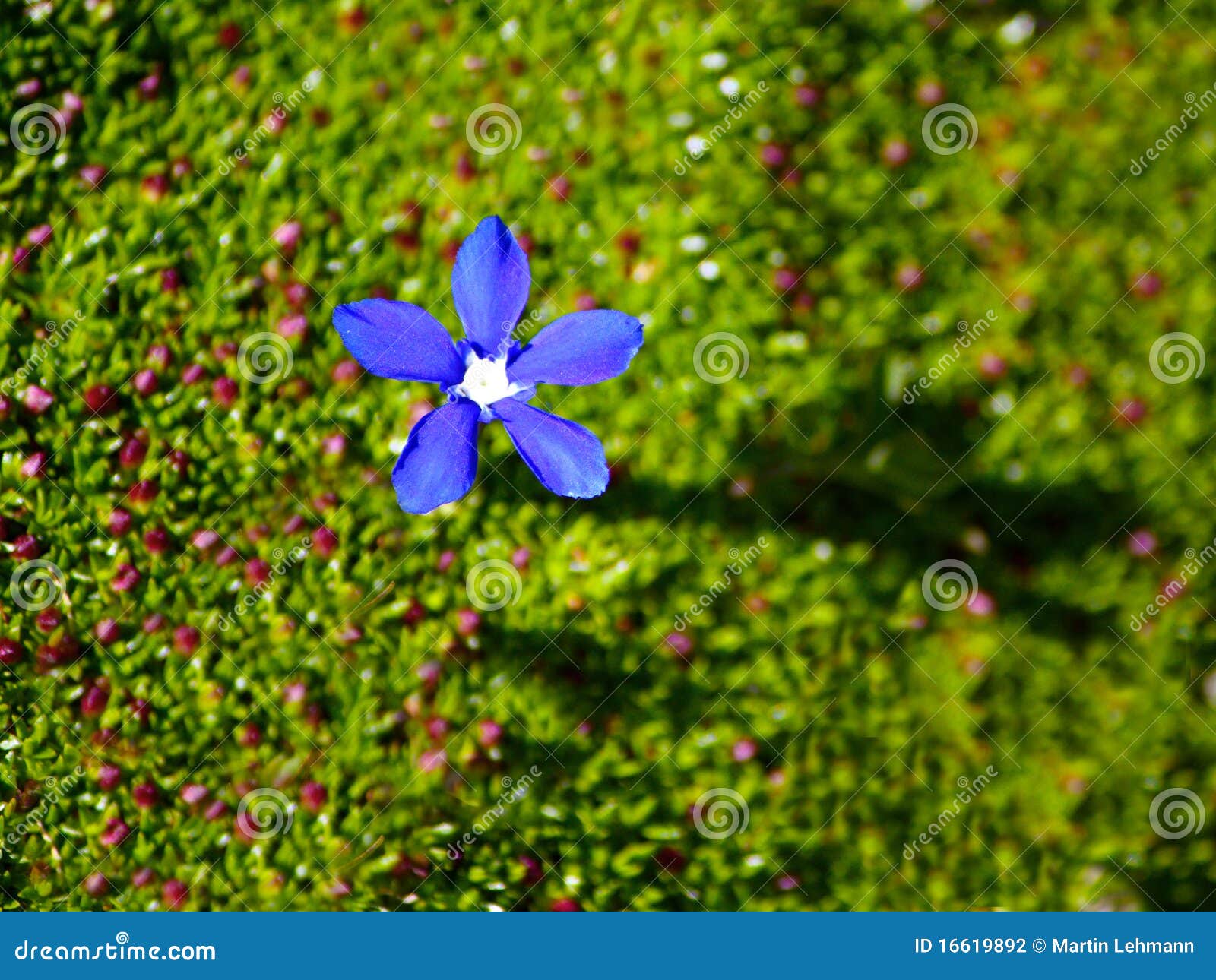 Single Blue Gentian Flower on Loss Stock Photo - Image of beautiful ...