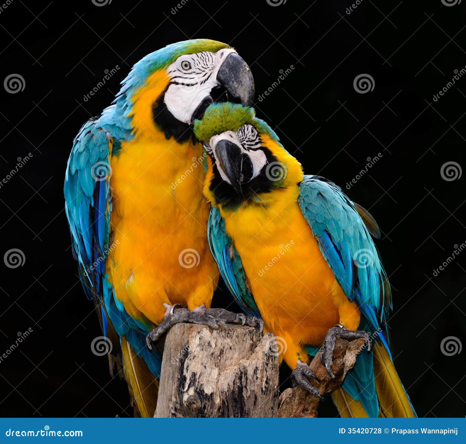 Single Blue and Gold Macaw Parrot Stock Photo - Image of colorful ...