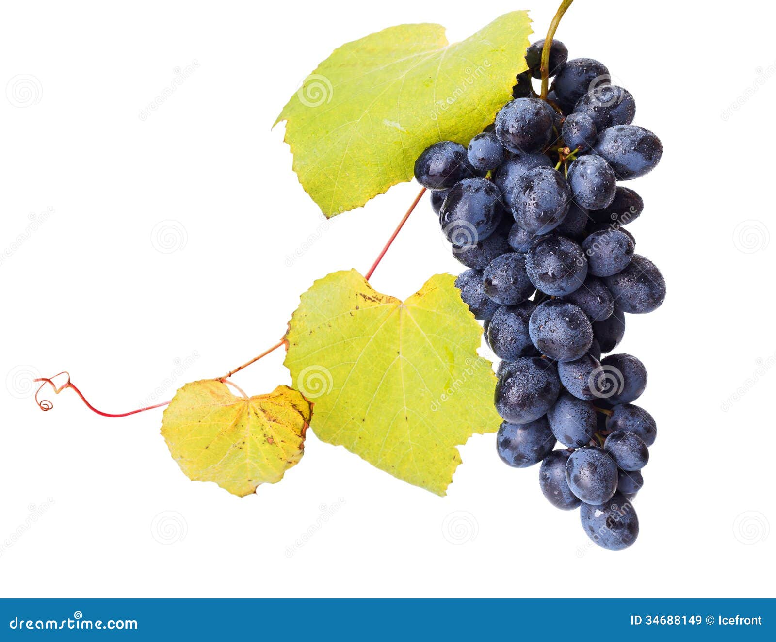 Single Blue Grape Cluster with Leaves Stock Image - Image of branch ...