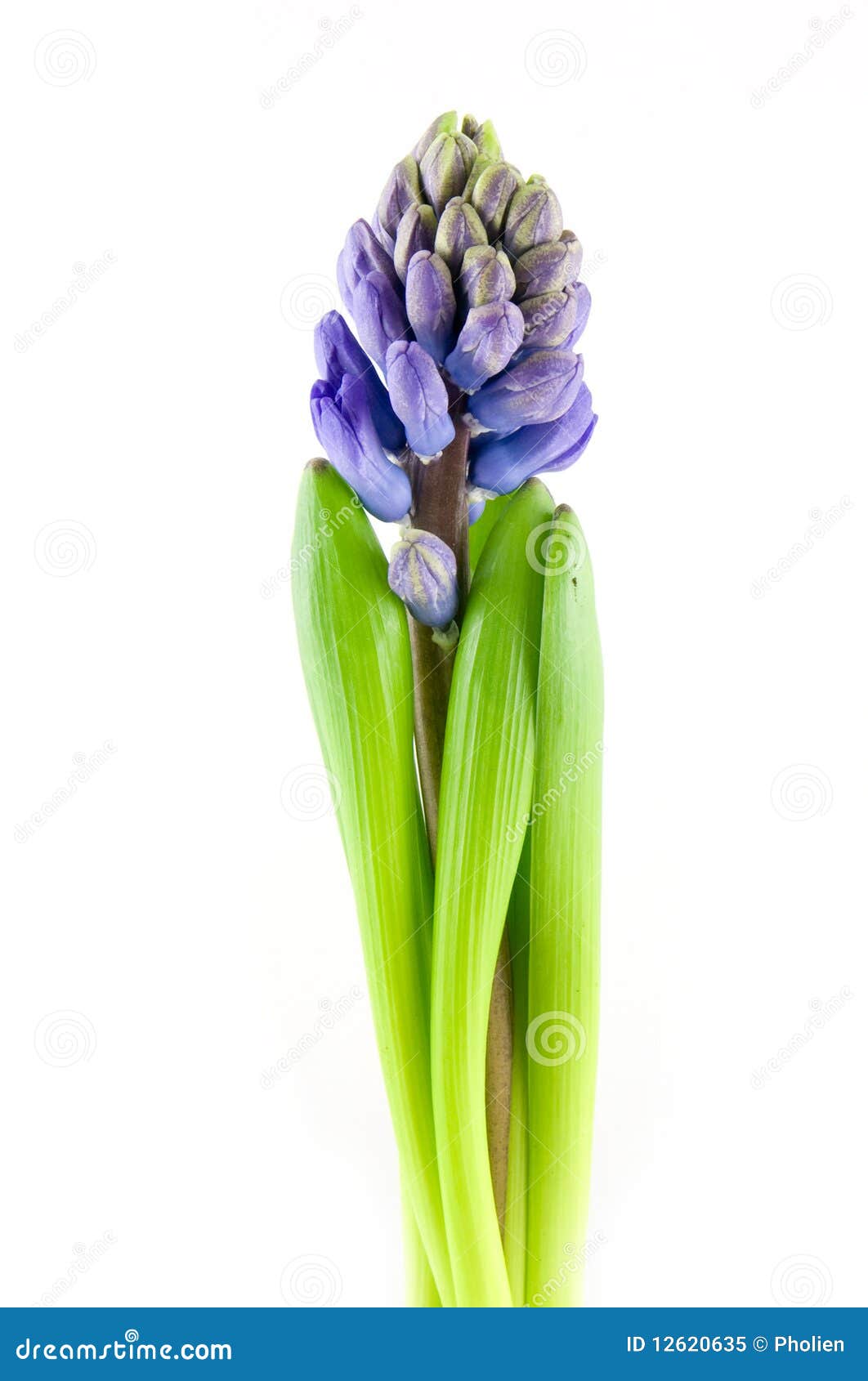 Single blue hyacinth stock image. Image of isolated, decoration - 12620635