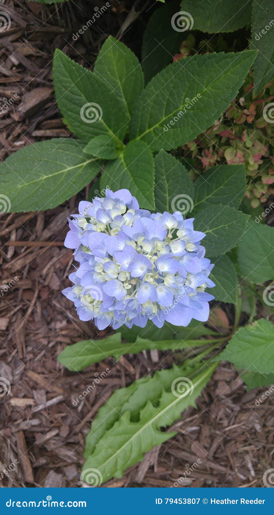 Single Blue Hydrangea Bloom Stock Image - Image of blue, bouquet: 79453807