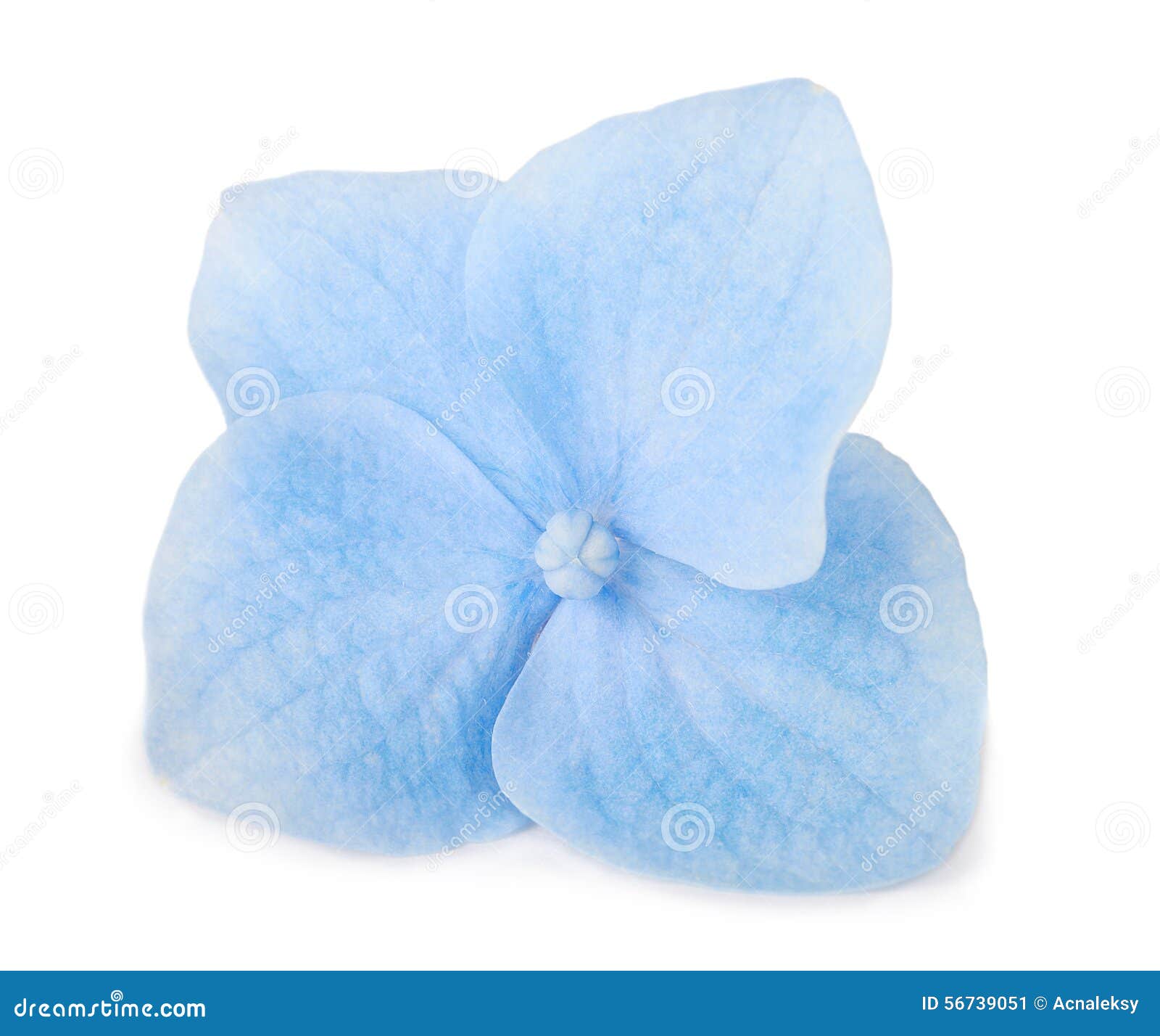 Single Blue-Winged Kookaburra Resting On A Fence Royalty-Free Stock ...