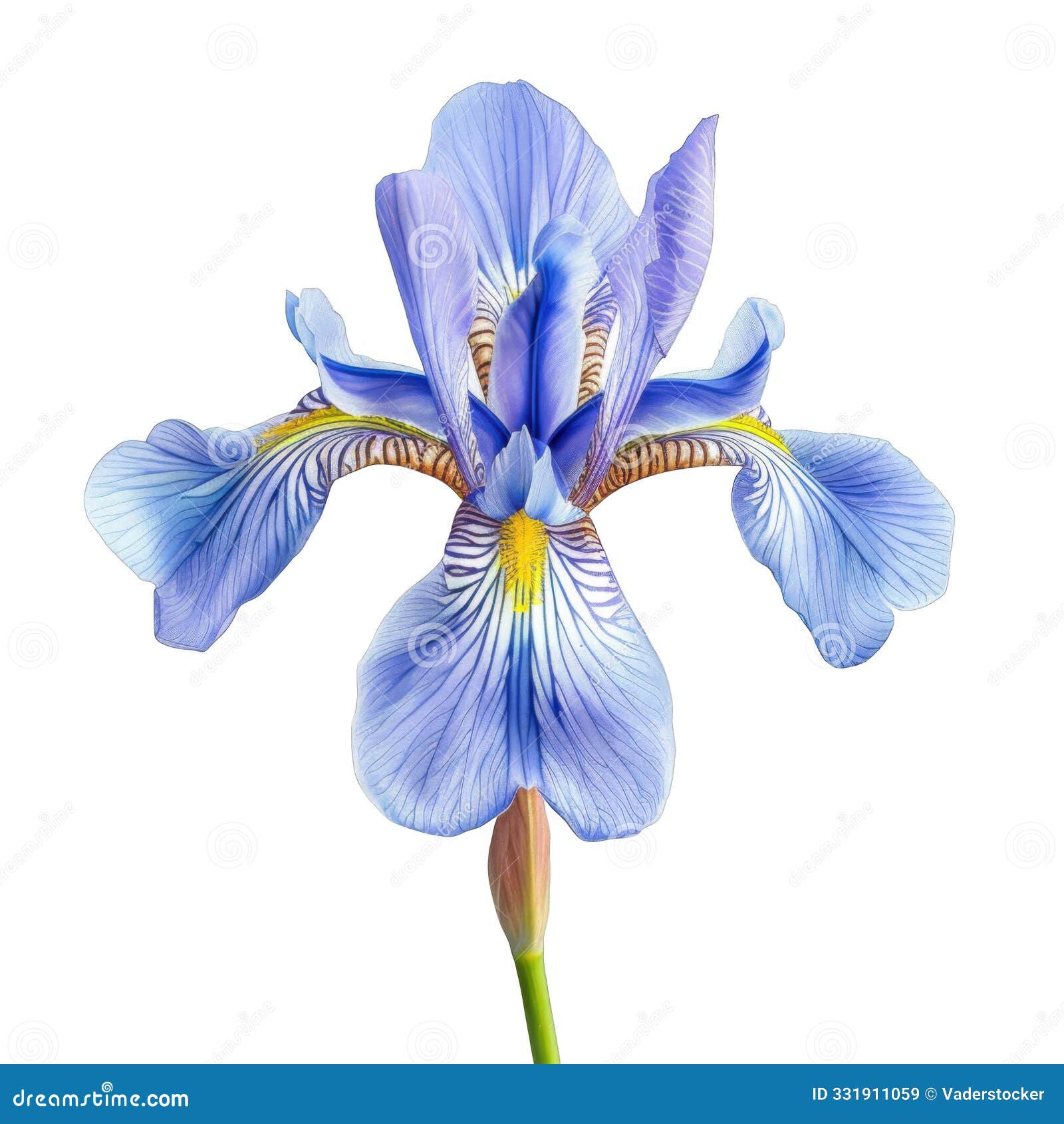 Single Blue Iris Flower with Yellow Center and Veins Stock Illustration ...
