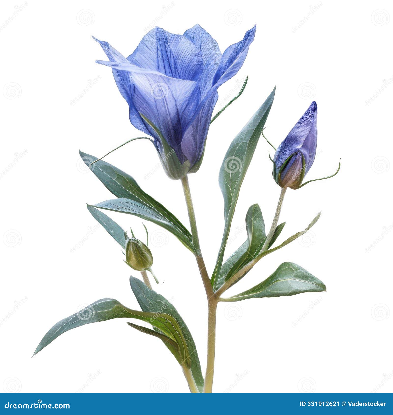 Single Blue Lisianthus Flower with Buds and Stem Stock Illustration ...