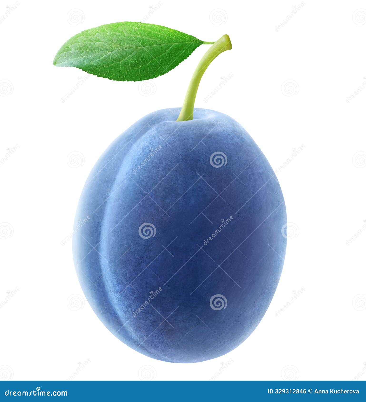 Single Blue Plum Hanging On A Stem With Leaf Isolated On White Stock ...