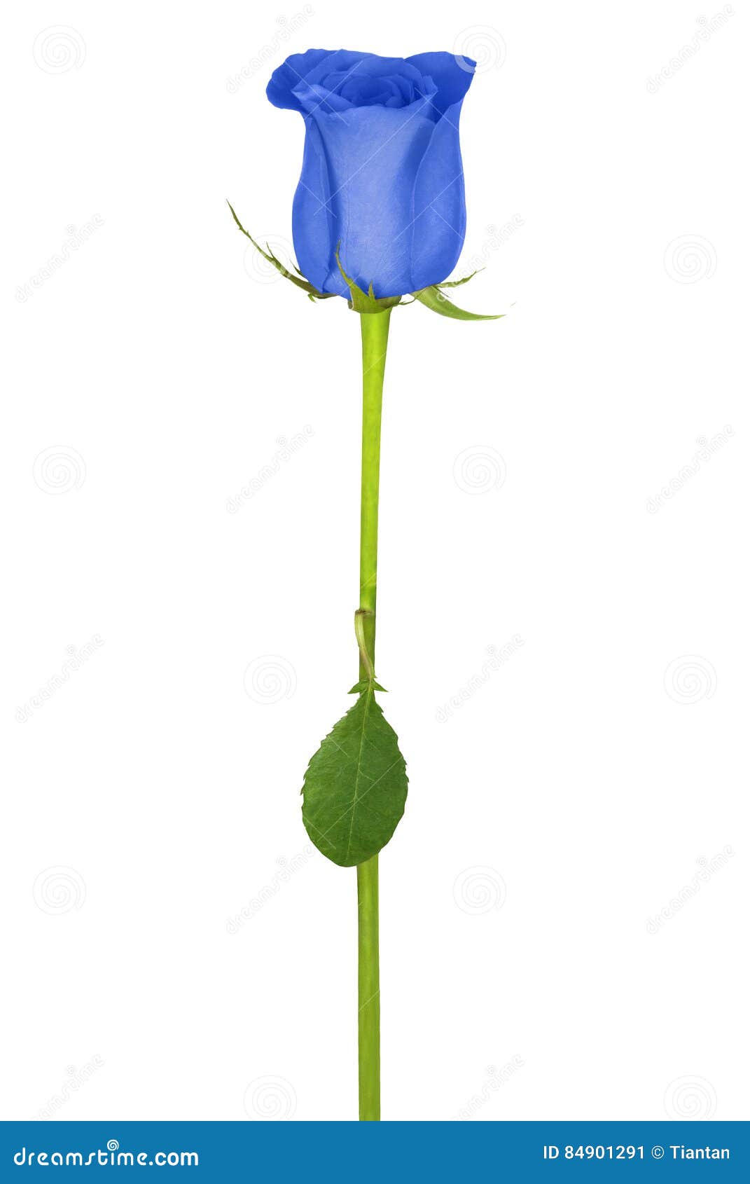 Single blue rose stock image. Image of decoration, love - 84901291