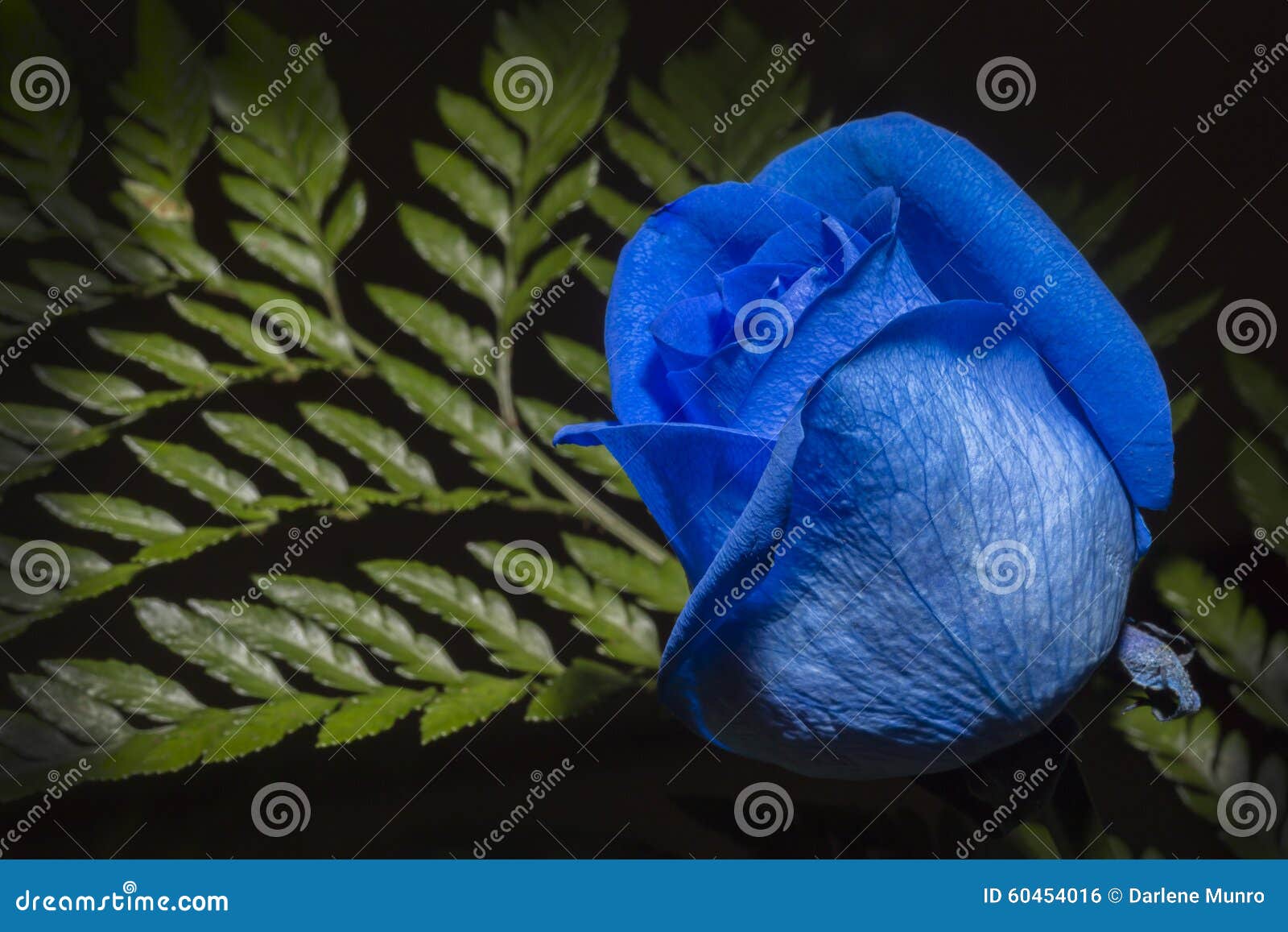 Single Blue Rose stock photo. Image of bloom, beautiful - 60454016