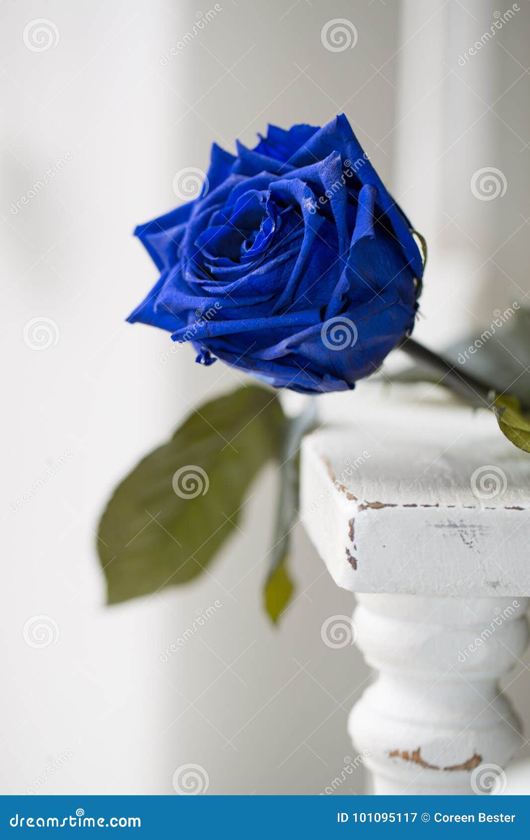 Single Blue-Winged Kookaburra Resting On A Fence Royalty-Free Stock ...