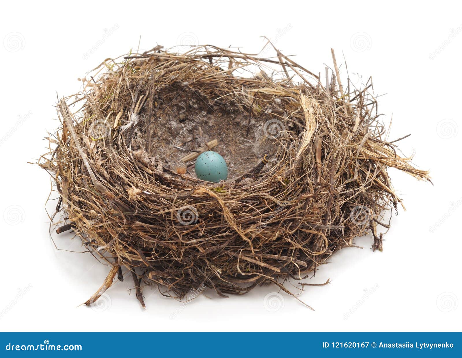 Single Blue Spotted Egg in Nest. Stock Image - Image of beautiful, blue ...