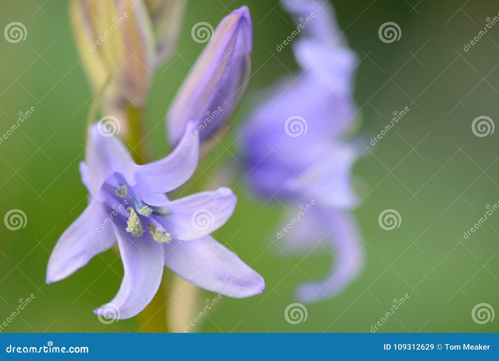 Single bluebell flower stock image. Image of flower - 109312629