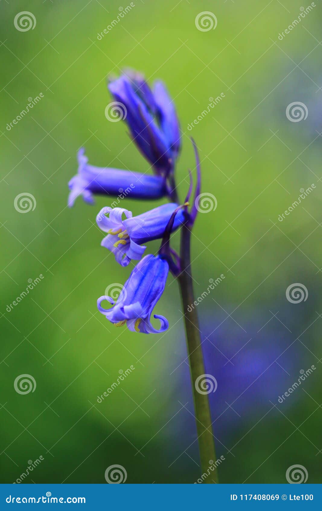 Single bluebell stock image. Image of shallow, wild - 117408069