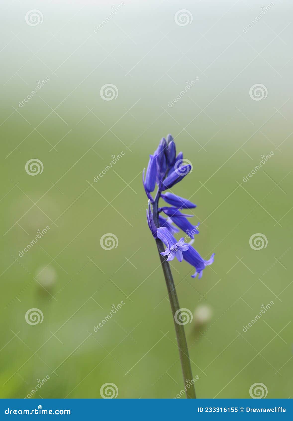 Single Bluebell stem stock image. Image of spring, blue - 233316155