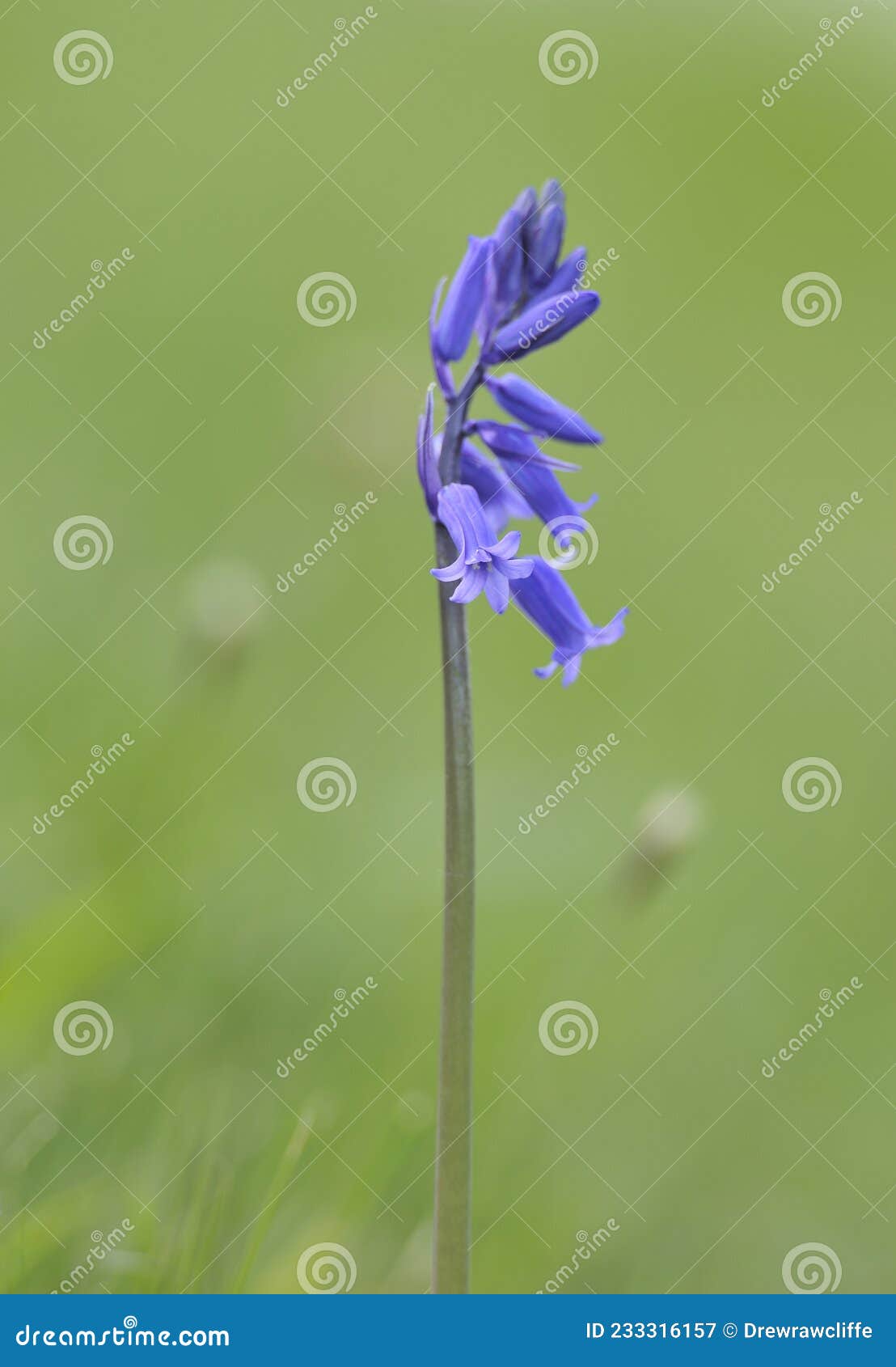 Single Bluebell stem stock image. Image of growing, countryside - 233316157