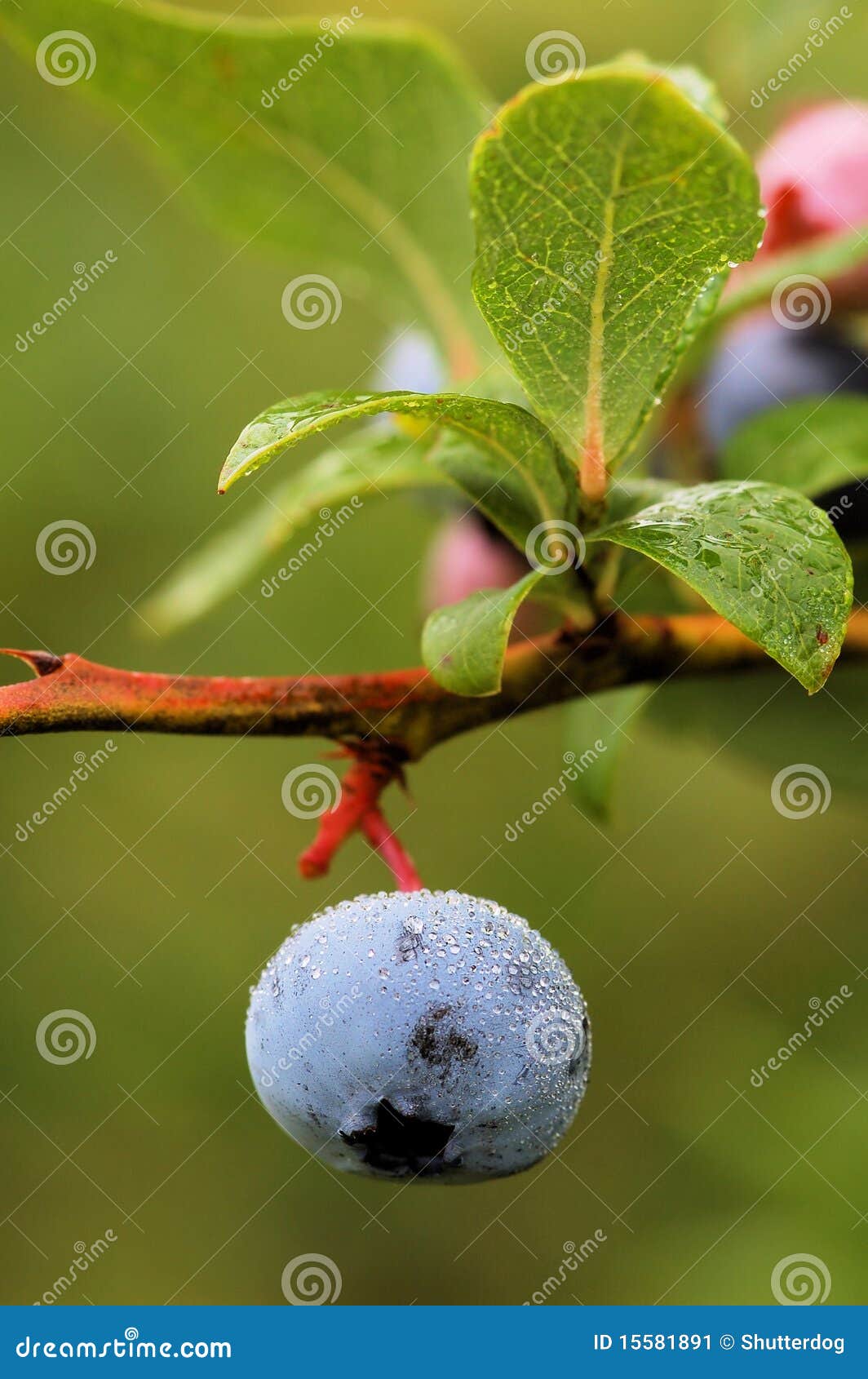 Single Blueberry stock image. Image of berry, plump, macro - 15581891