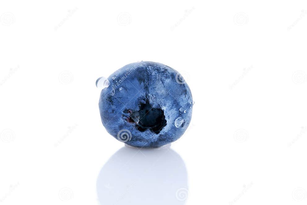 Single Blueberry Isolated on White Stock Image - Image of fresh ...