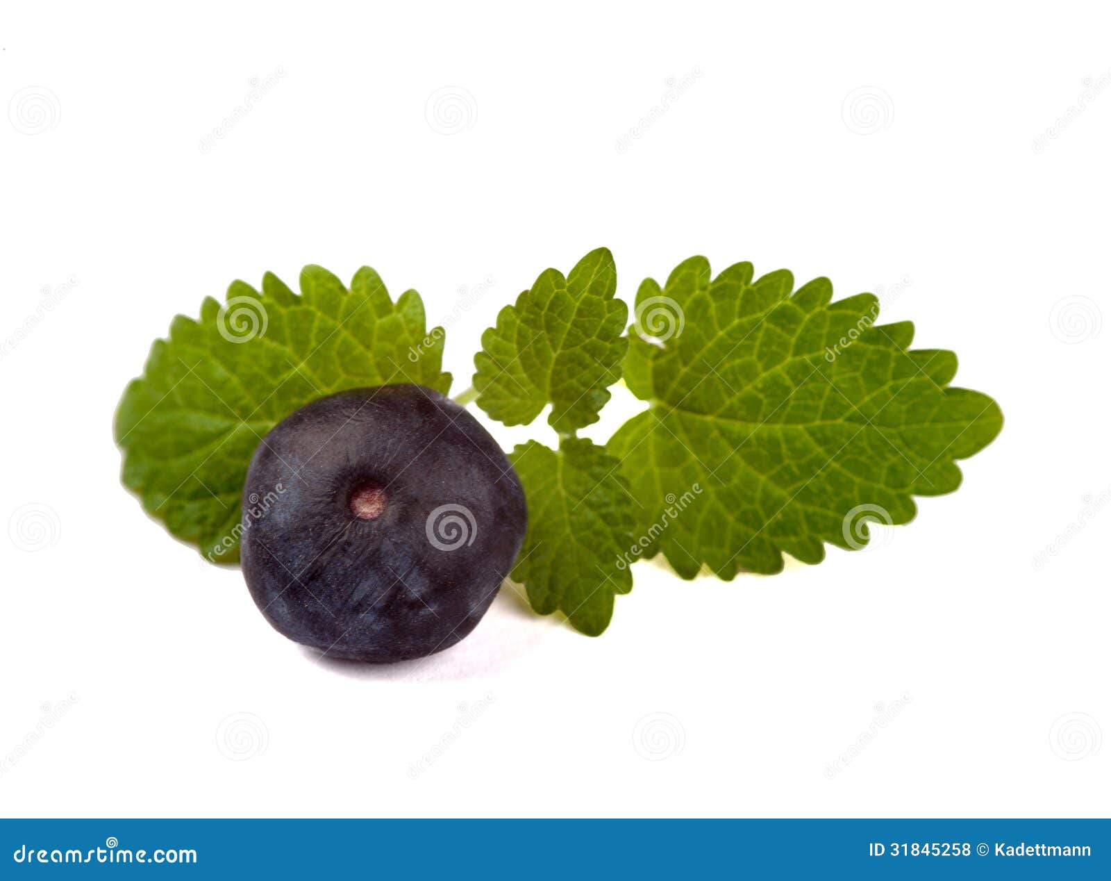 Single Blueberry with Leaves Stock Photo - Image of blue, fresh: 31845258