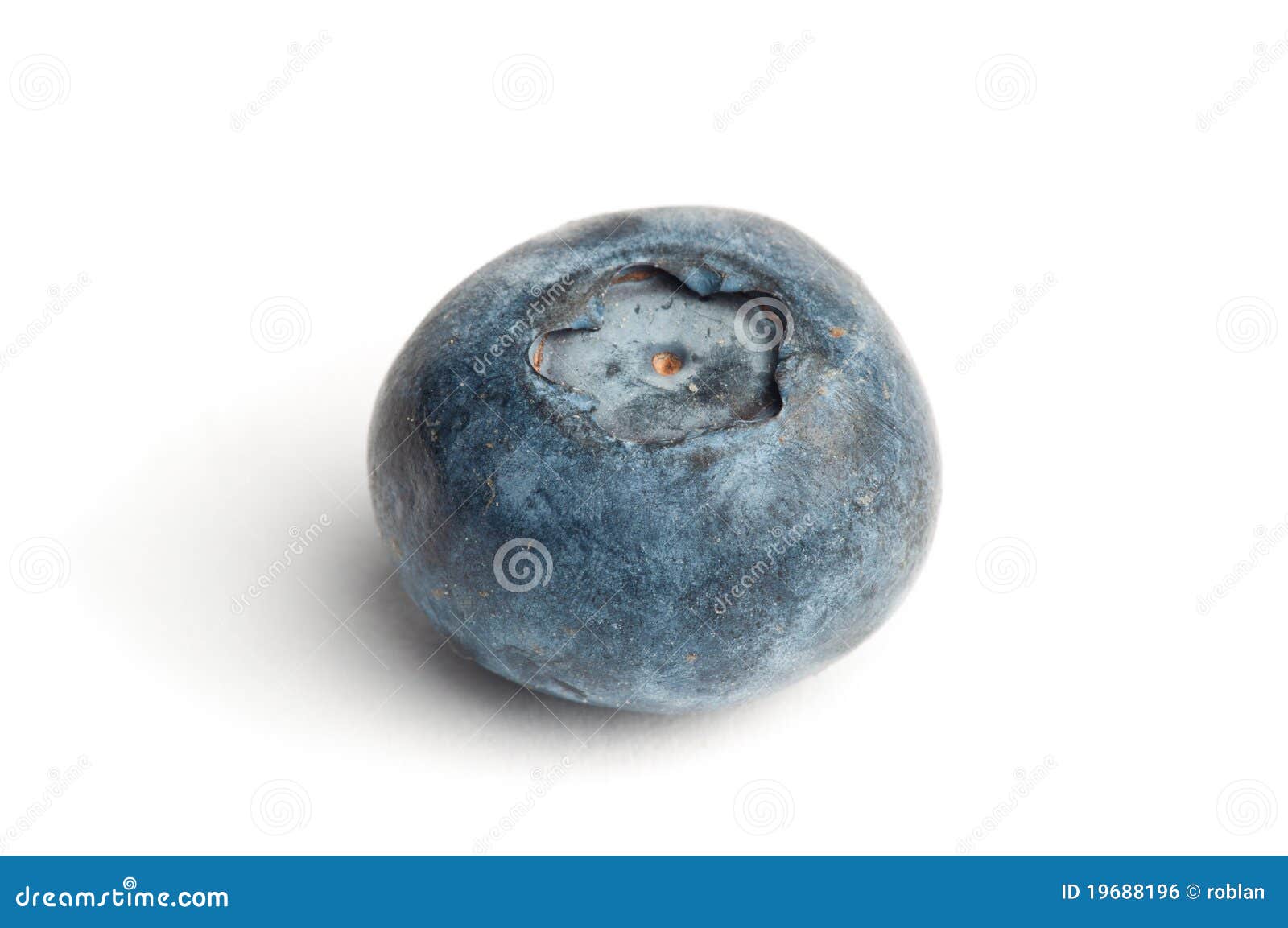 Single blueberry macro stock photo. Image of blueberry - 19688196